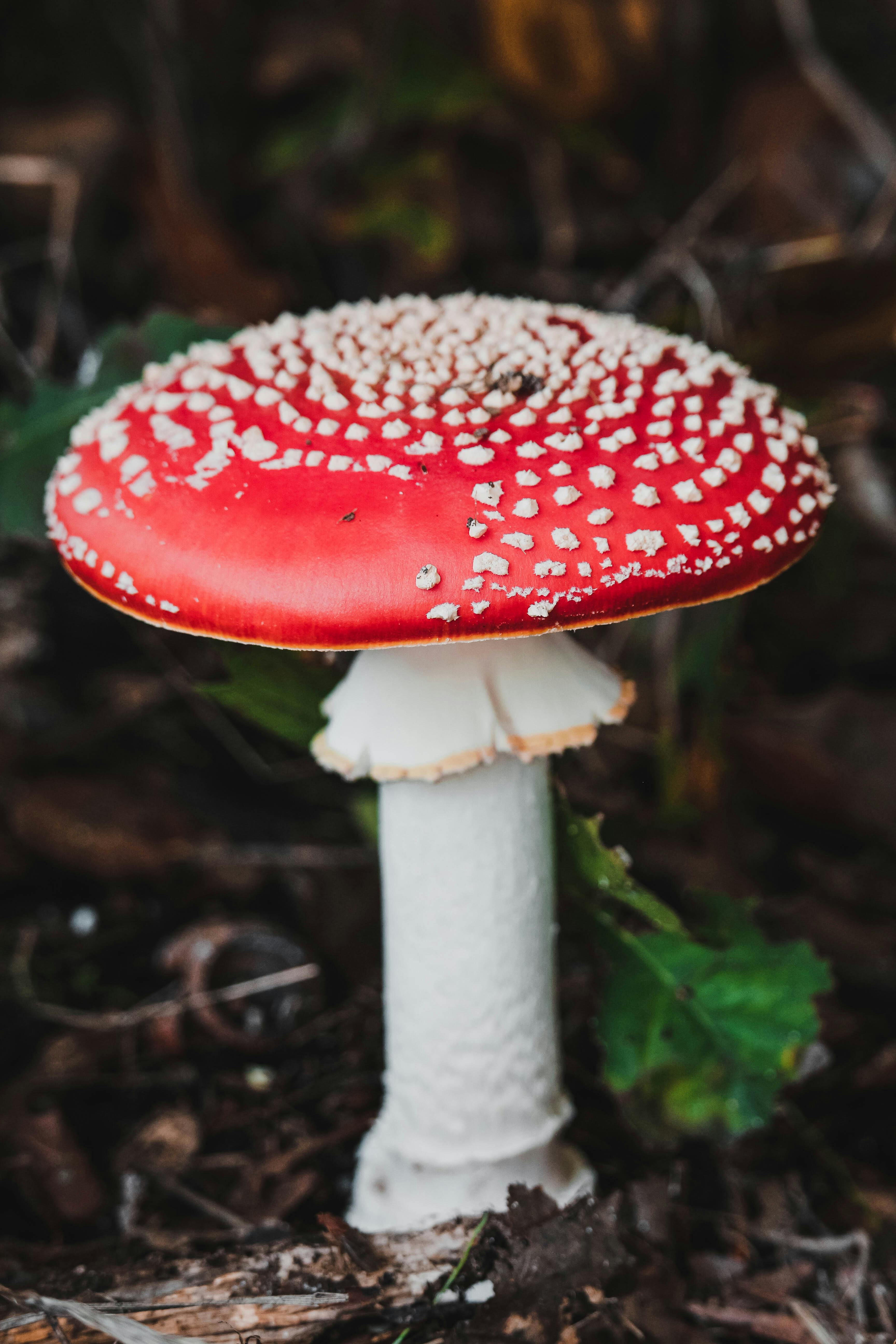 Mashroom Masala Photos, Download Free Mashroom Masala Stock Photos & HD ...