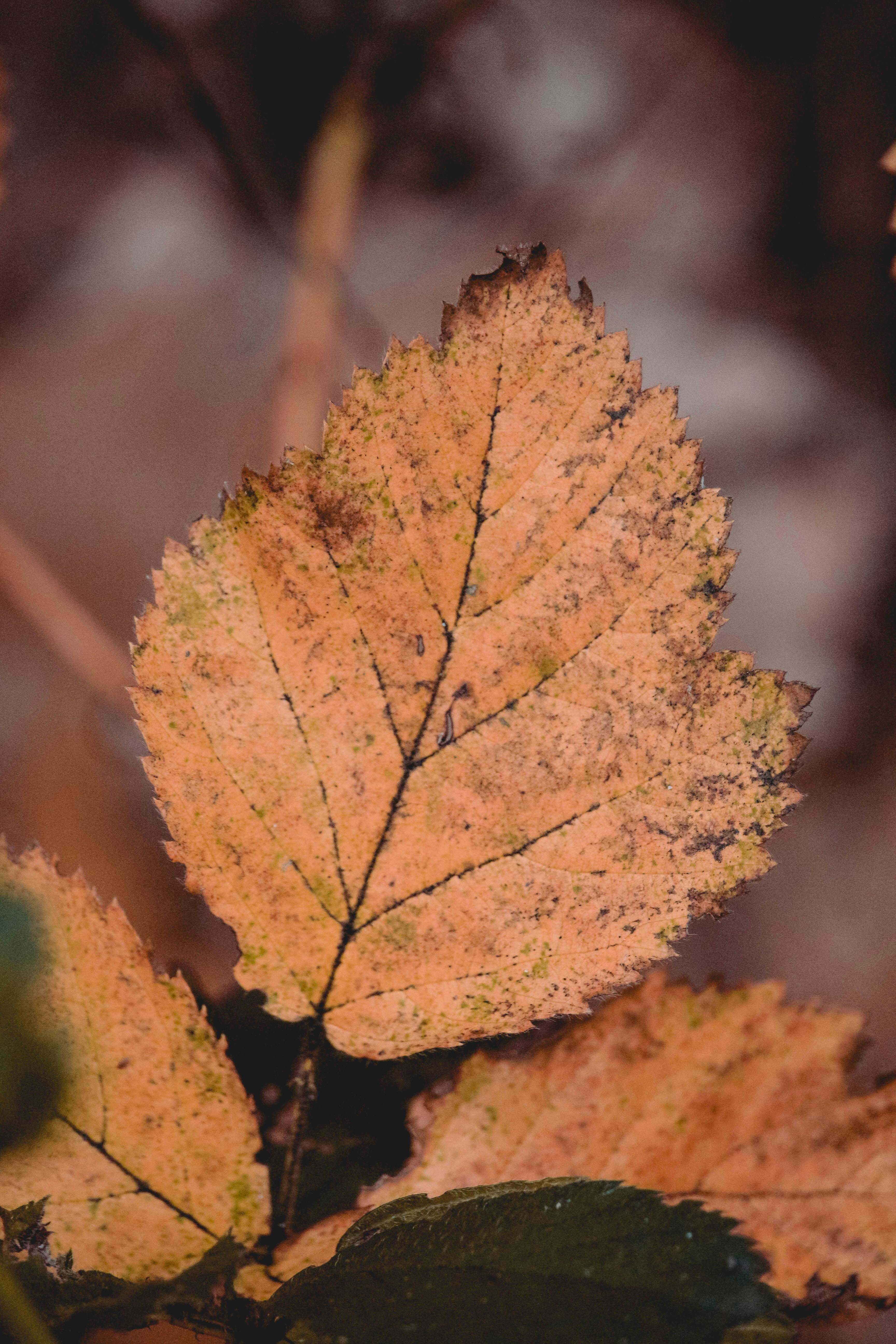 Close Up Shot of a Brown Leaf · Free Stock Photo