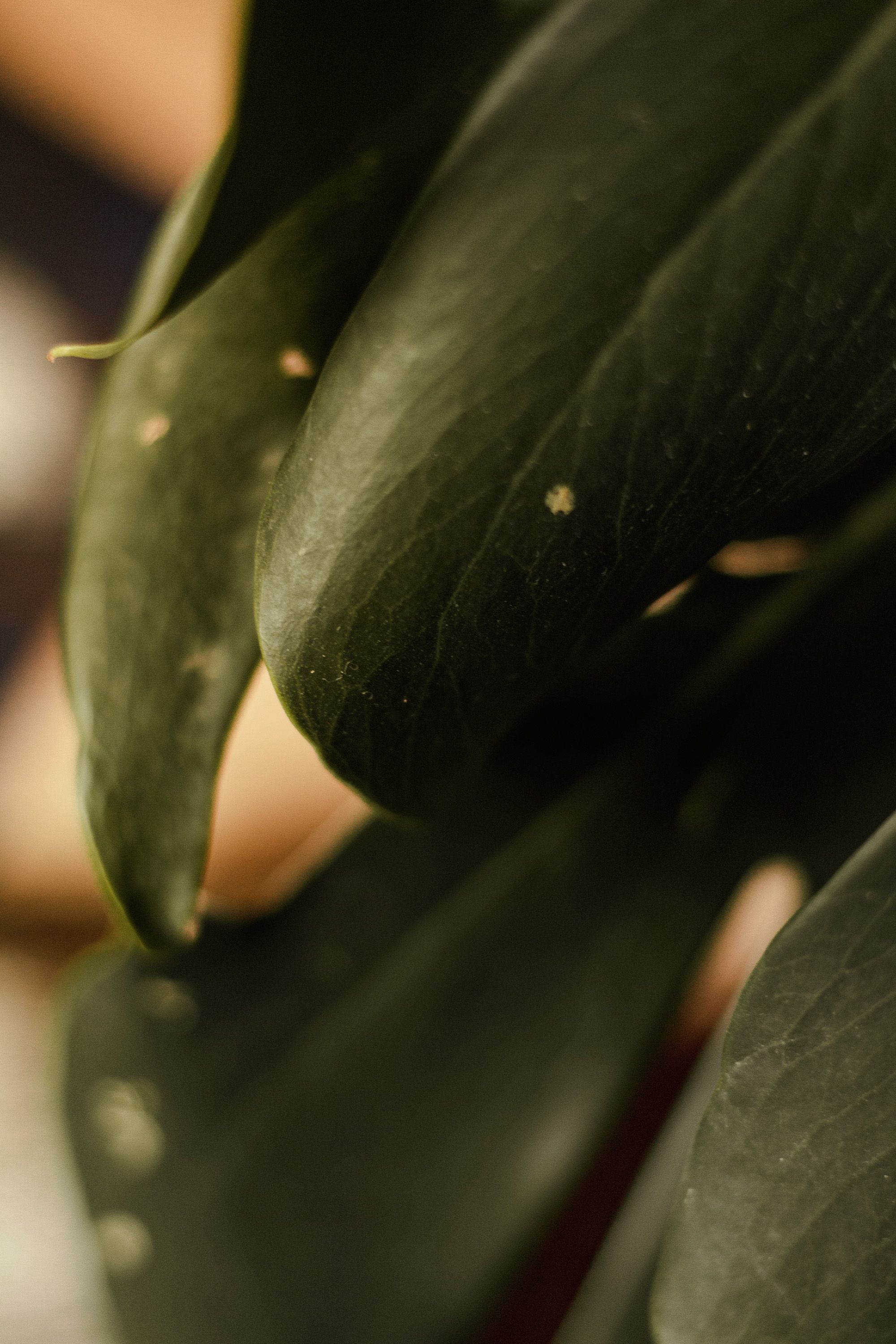 Elliptical Leaf Photos, Download The BEST Free Elliptical Leaf Stock ...