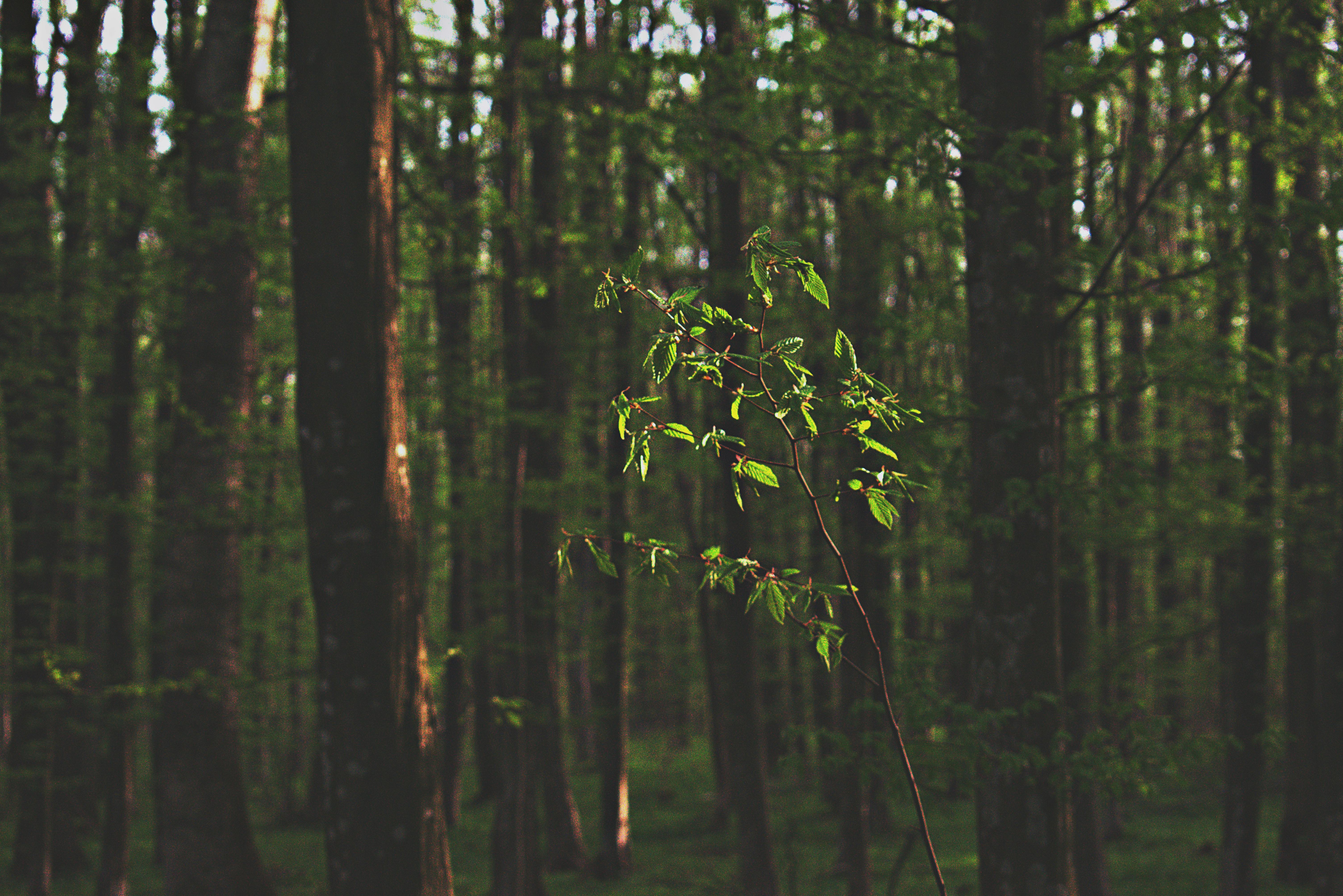 Green Tree Sapling · Free Stock Photo