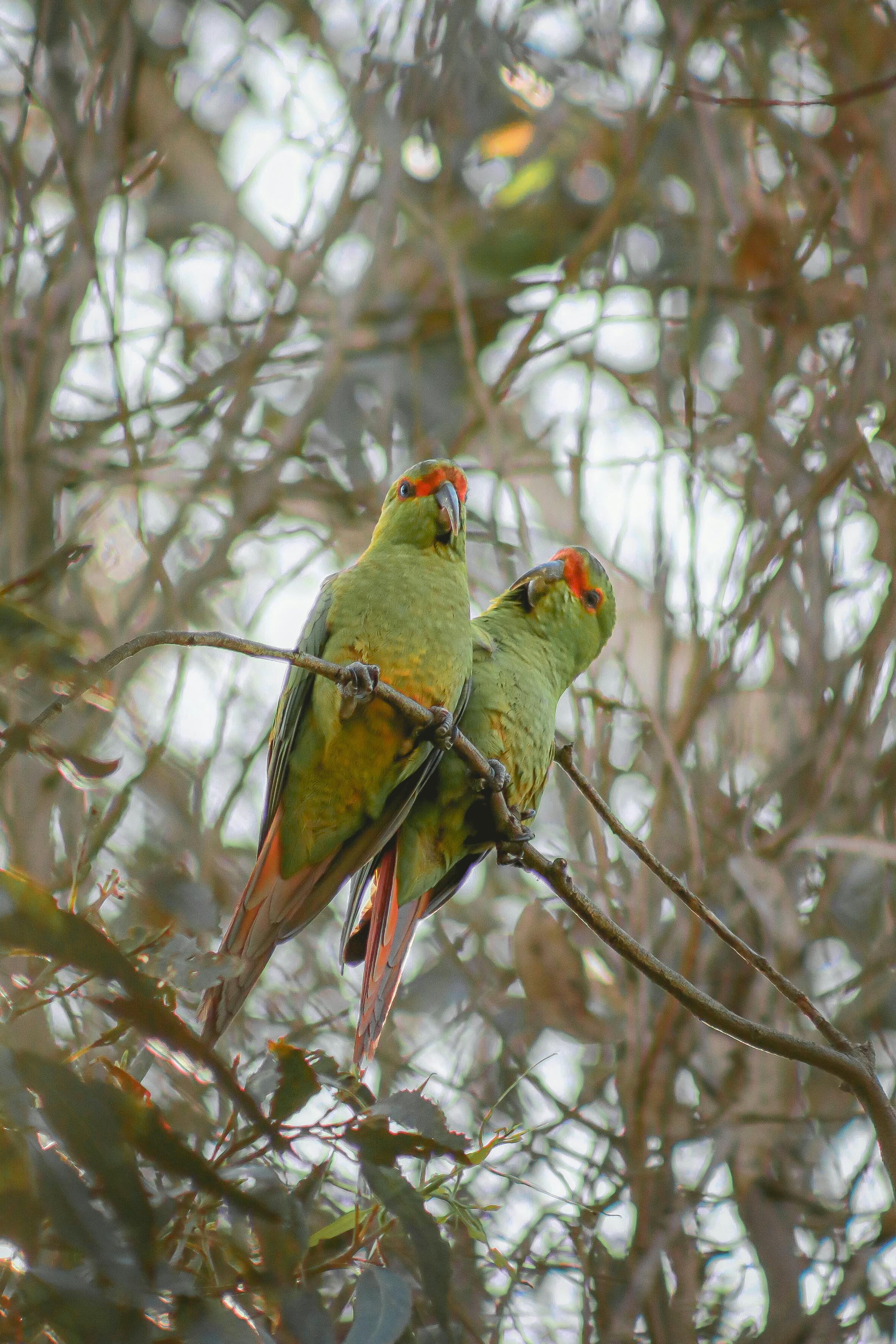 Slender-billed Parakeet Birds on Tree Stem · Free Stock Photo