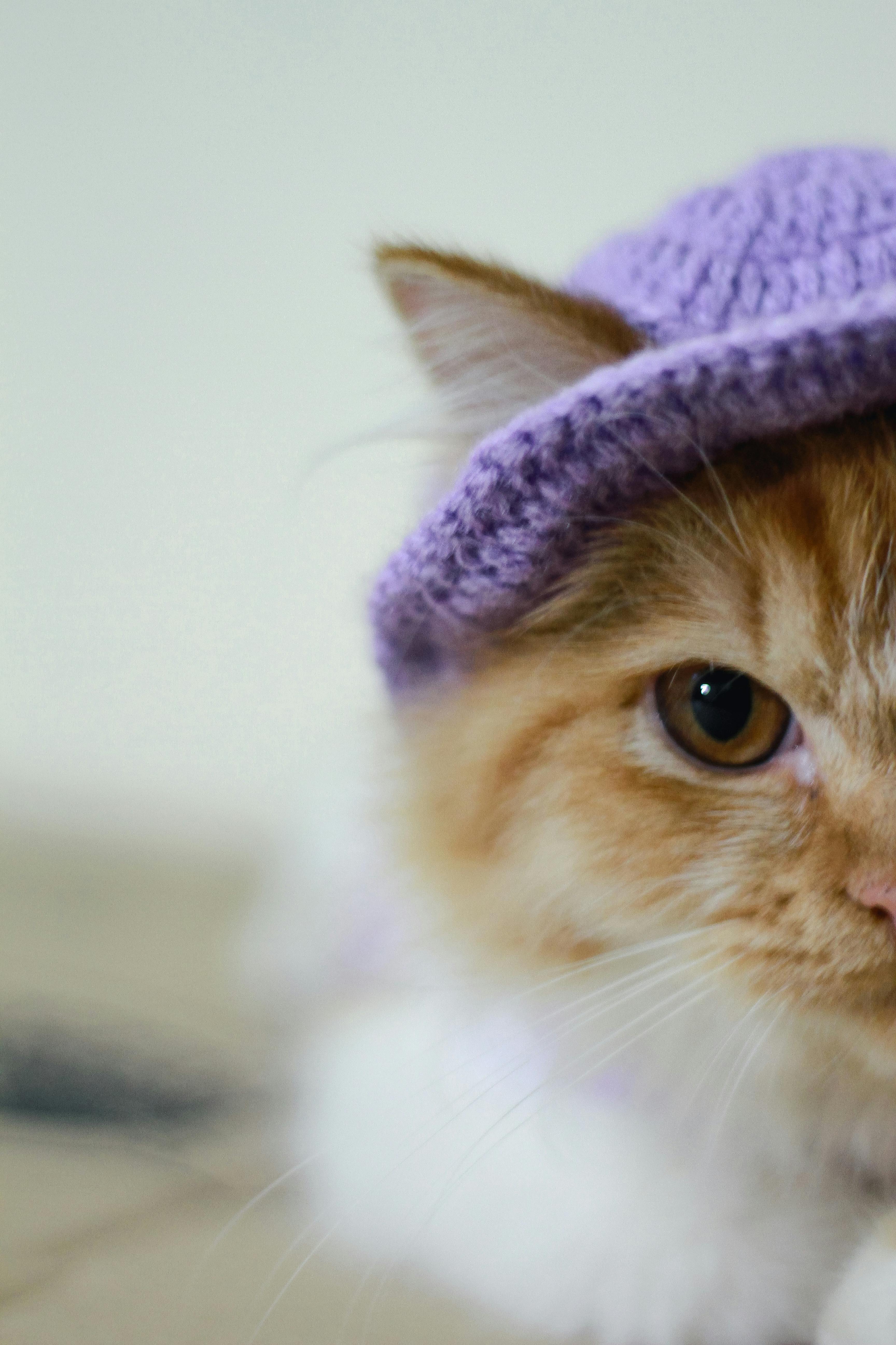 A Cat with a Hat · Free Stock Photo