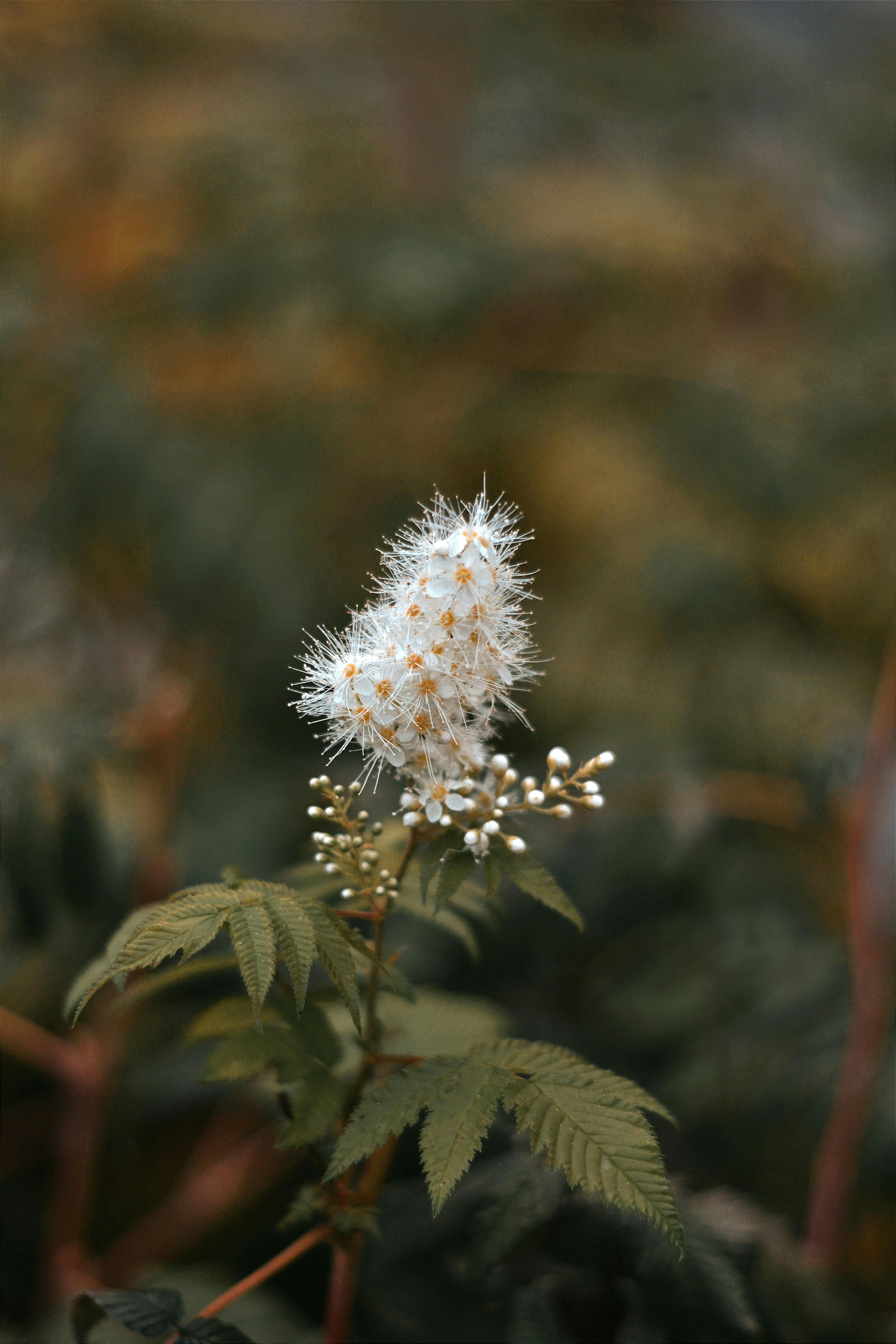 Red Flower of Arrowroot · Free Stock Photo