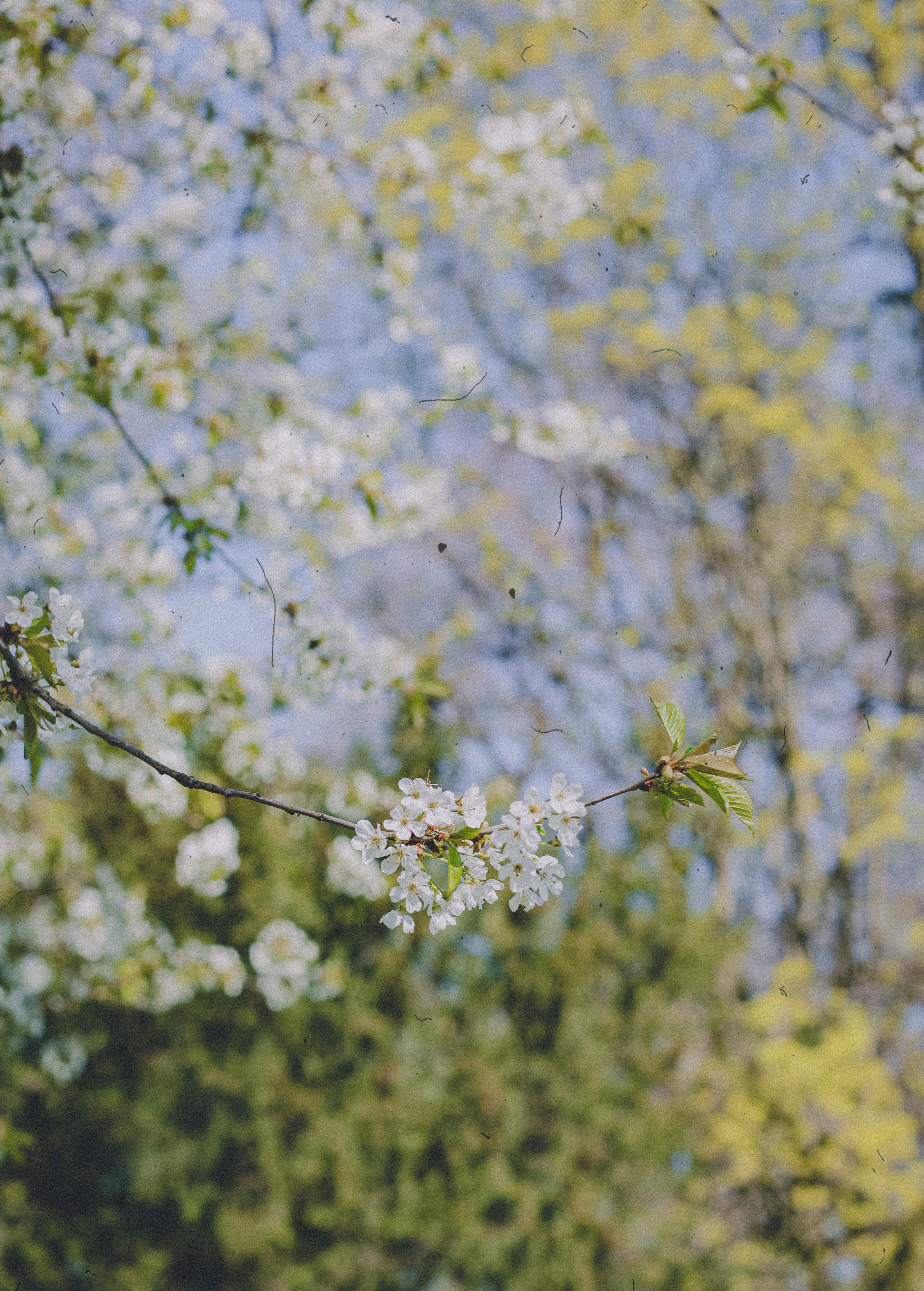 Closeup of an Apple Tree Branch, and a Mountain in Background · Free ...