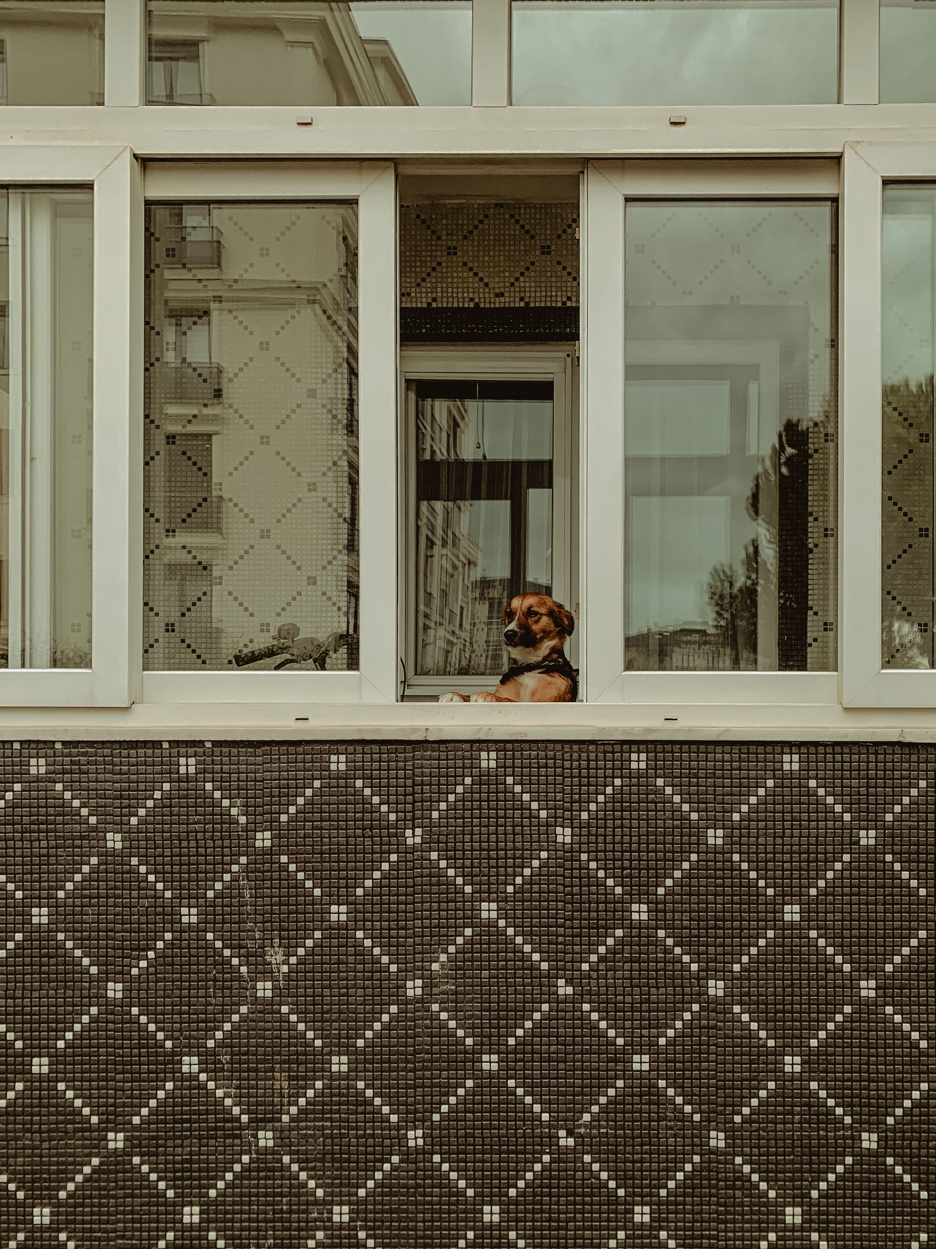 A Dog Beside the Glass Window · Free Stock Photo