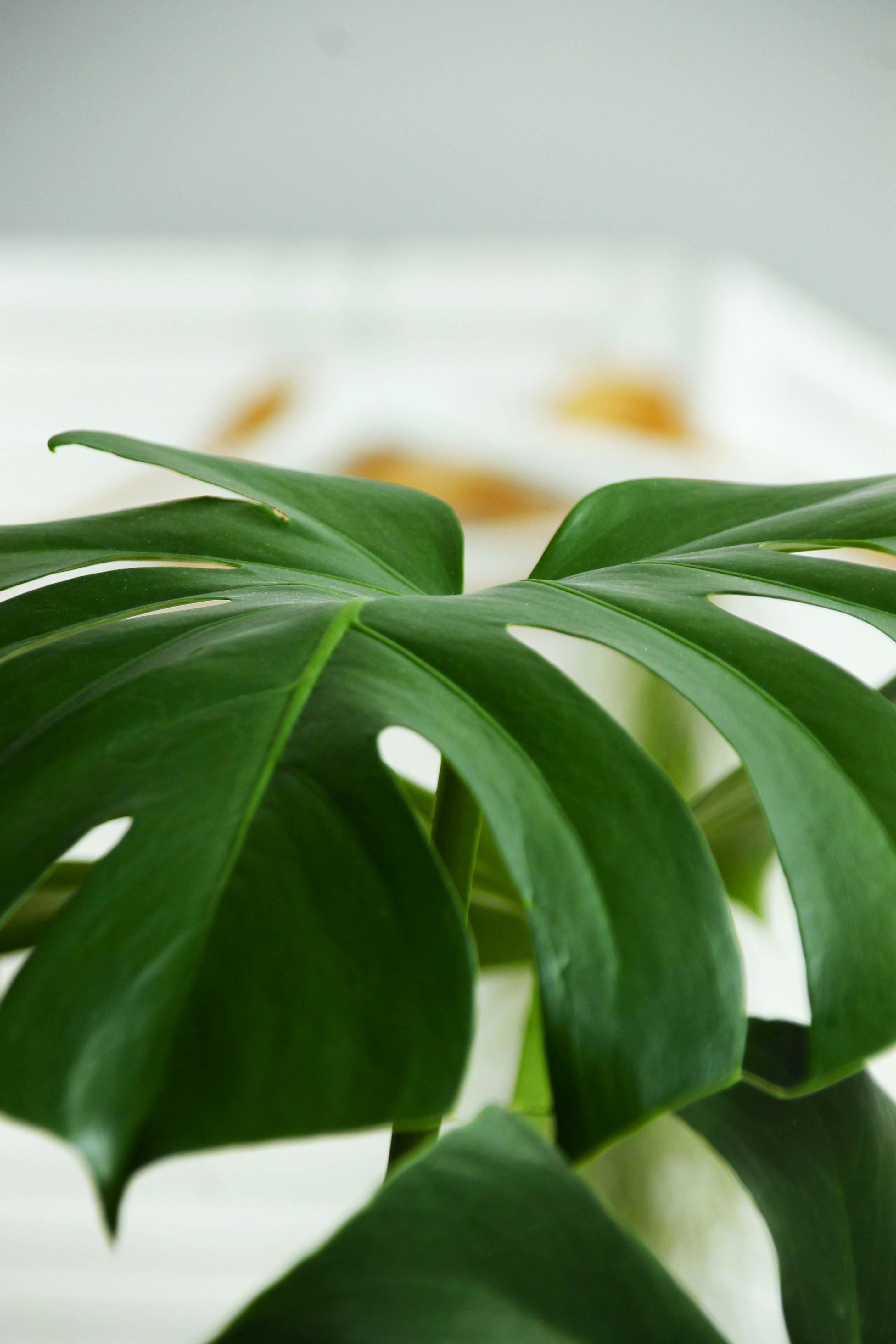 Photo of Leaves of a Swiss Cheese Plant · Free Stock Photo