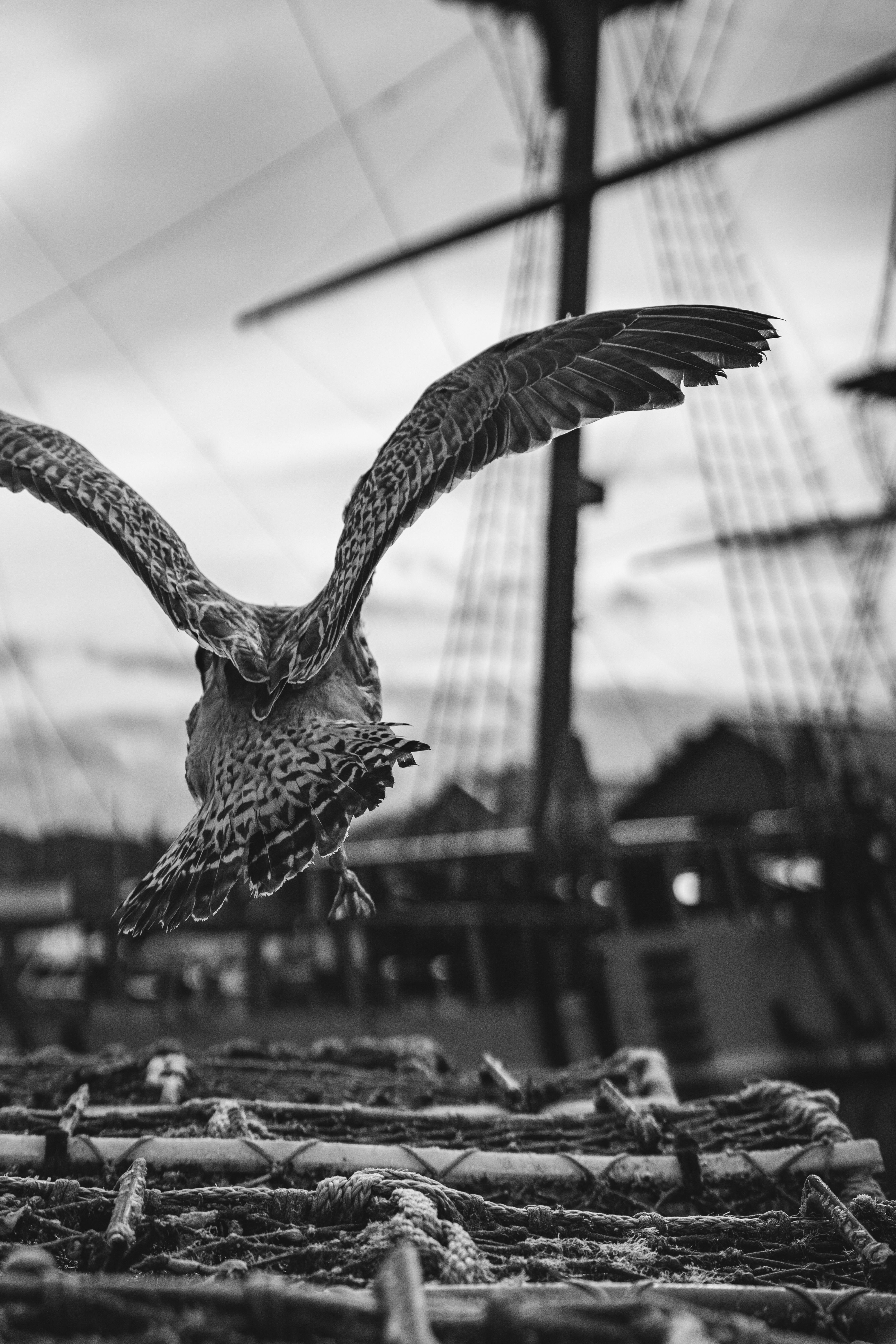 Grayscale Photo of a Flying Bird · Free Stock Photo