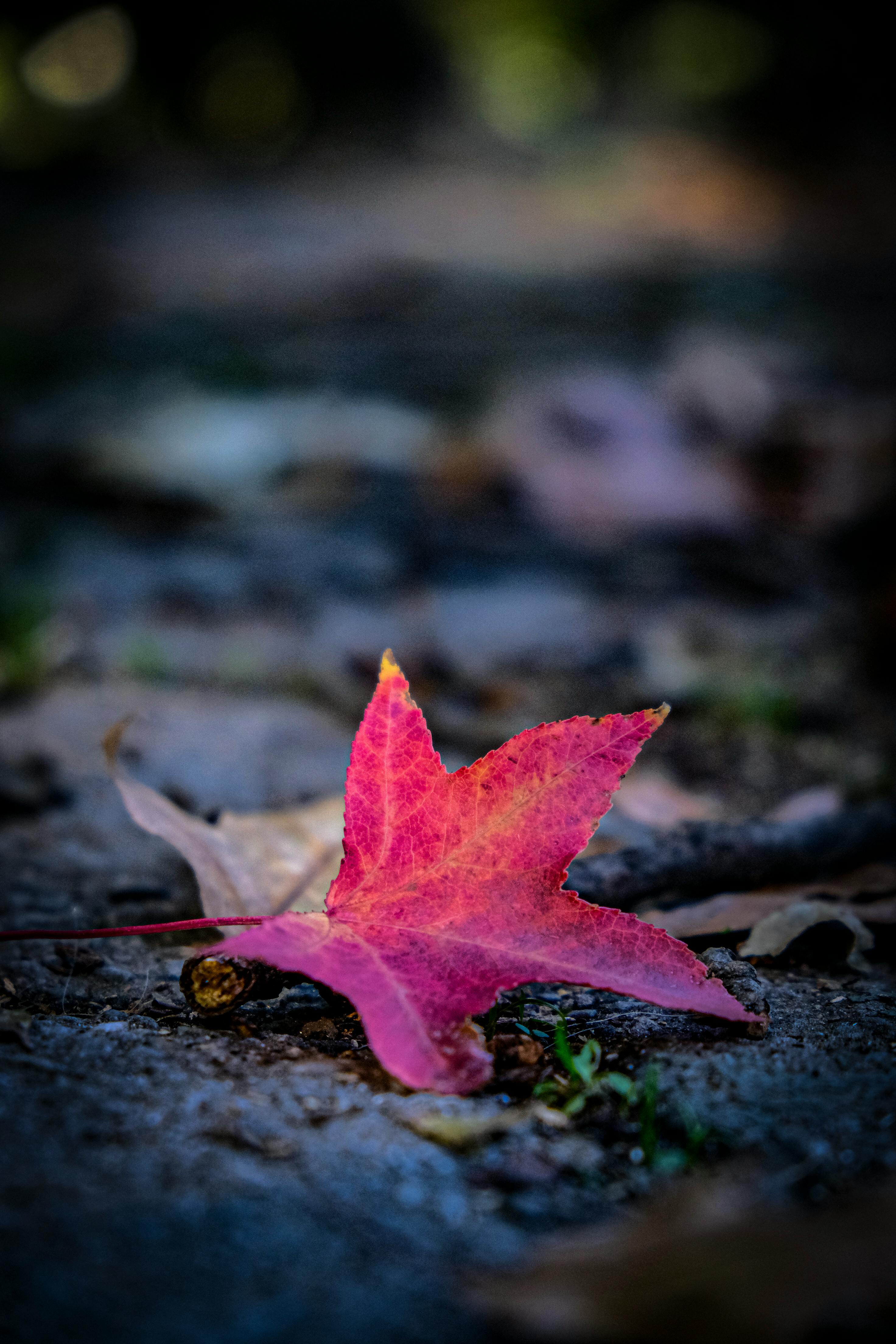 Selective Focus Photography of Dried Leaves · Free Stock Photo