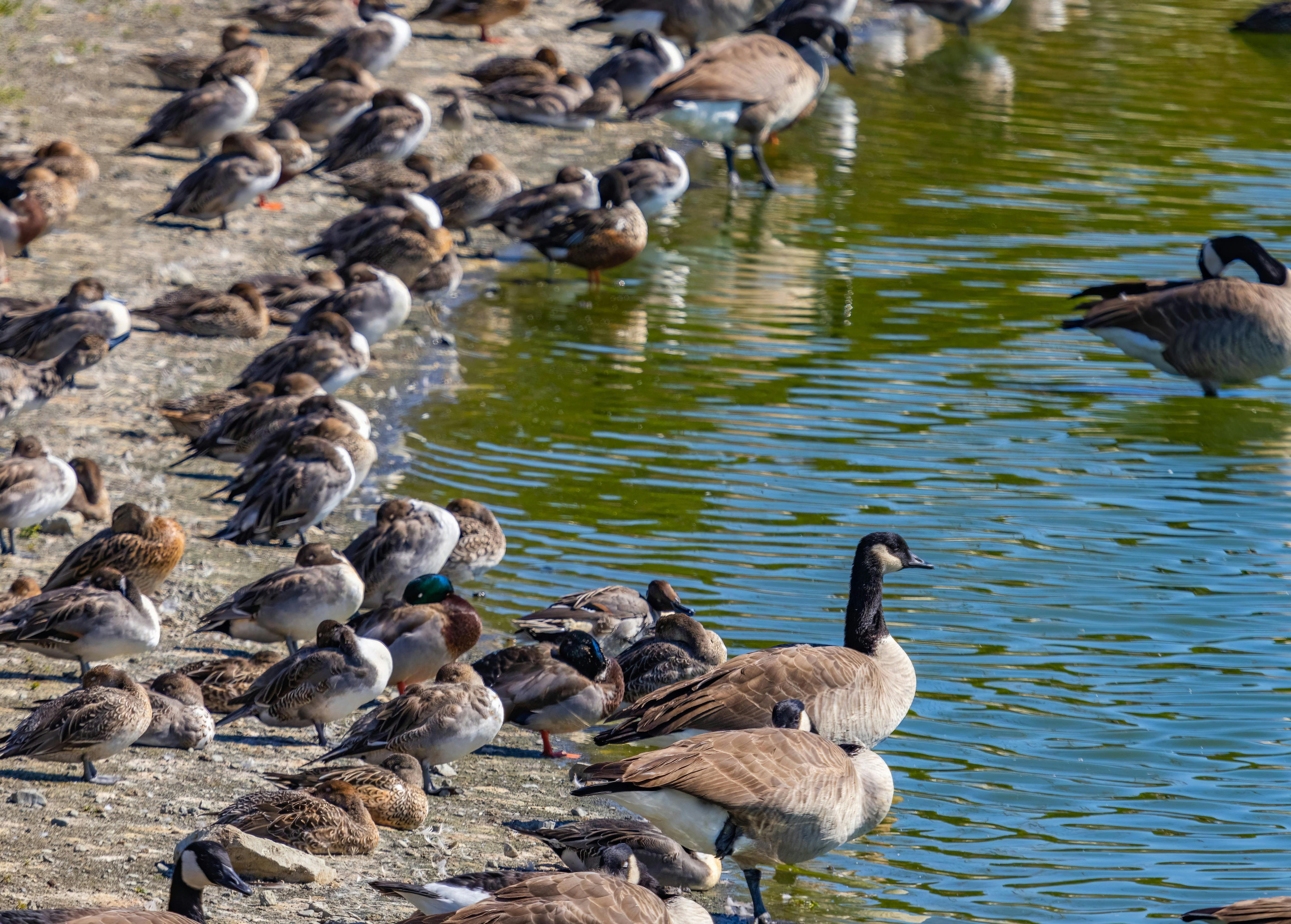 Grayscale Photo of Flock of Geese · Free Stock Photo
