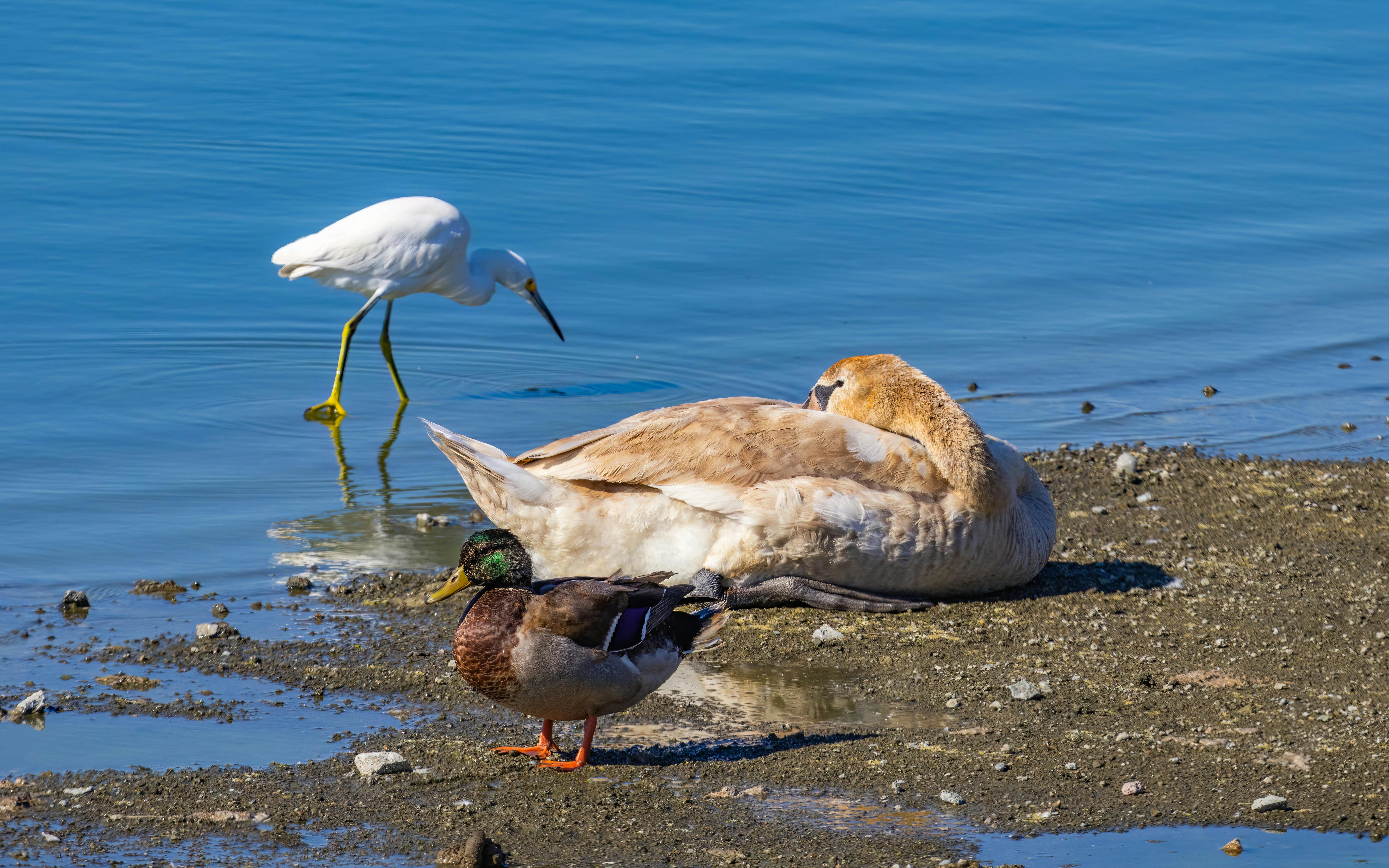 Waterfowls Near a Lake with Blue Water · Free Stock Photo