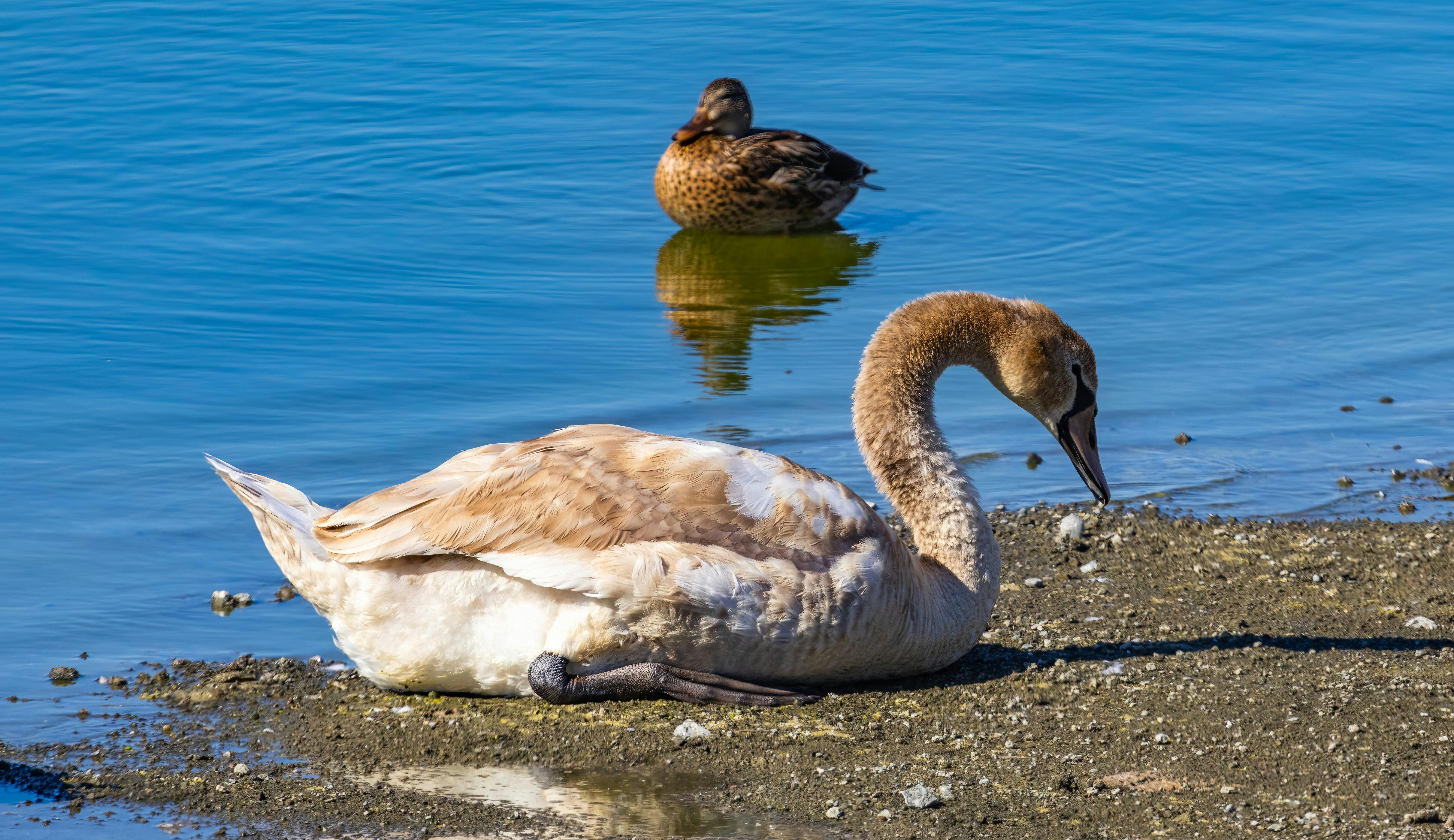 Swan Sitting on Ground near Water · Free Stock Photo