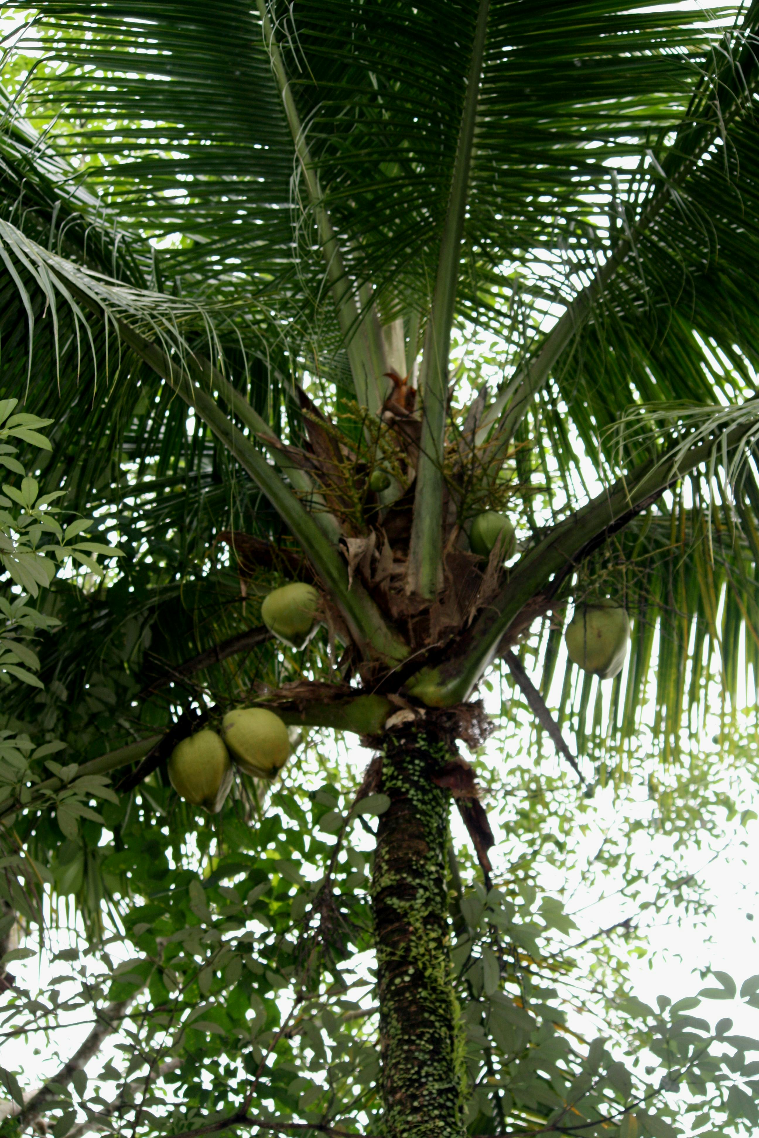 Free stock photo of coconut, coconut tree, tree - Stock Image - Everypixel