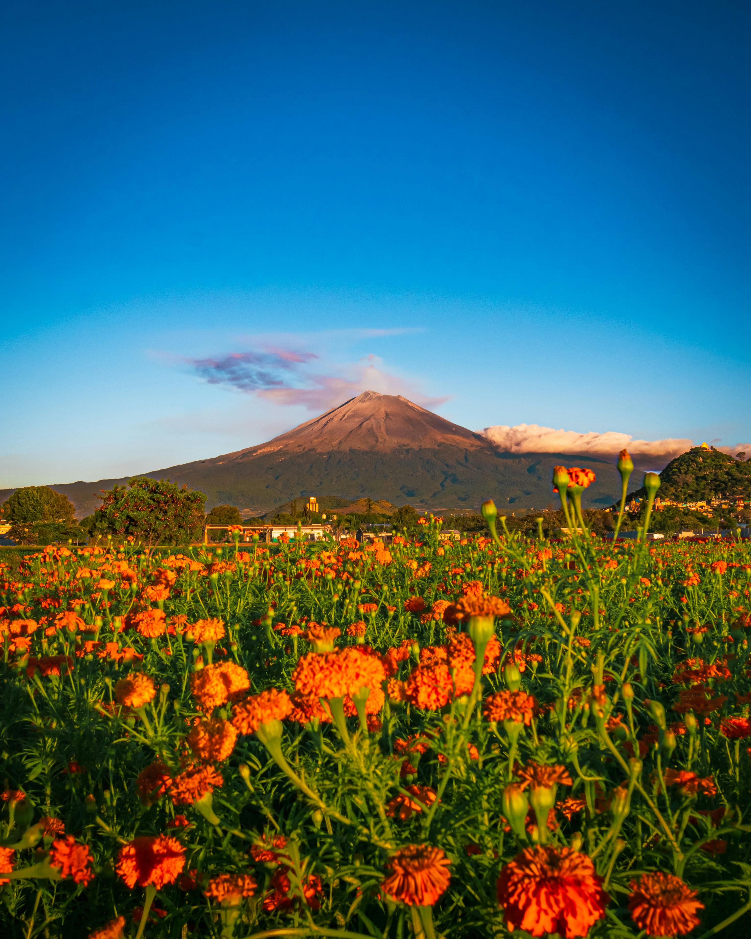 Flowers on Meadow with Volcano behind · Free Stock Photo