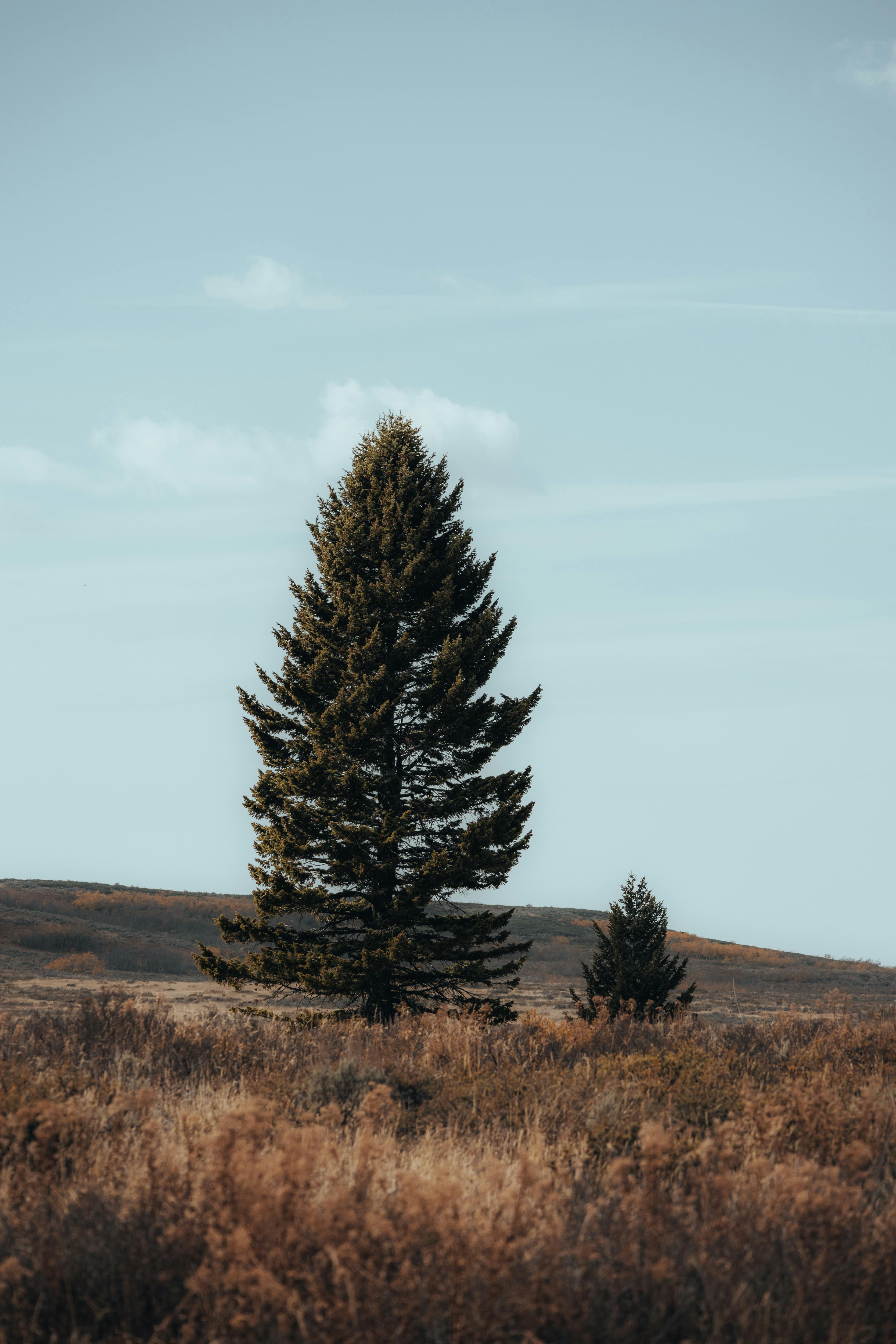 A Green Pine Tree on Brown Grass Field · Free Stock Photo