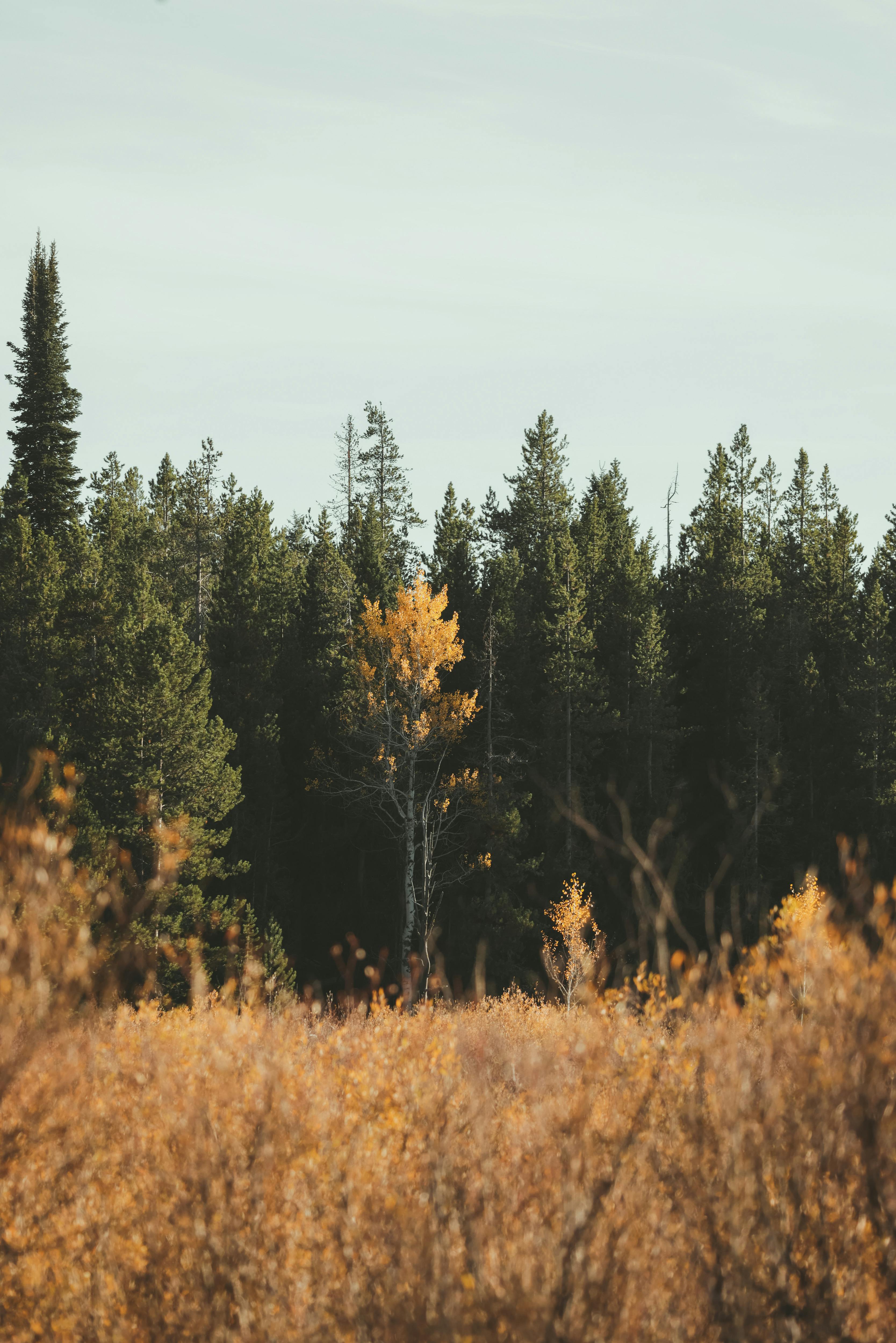 A View of a Forest during Fall · Free Stock Photo