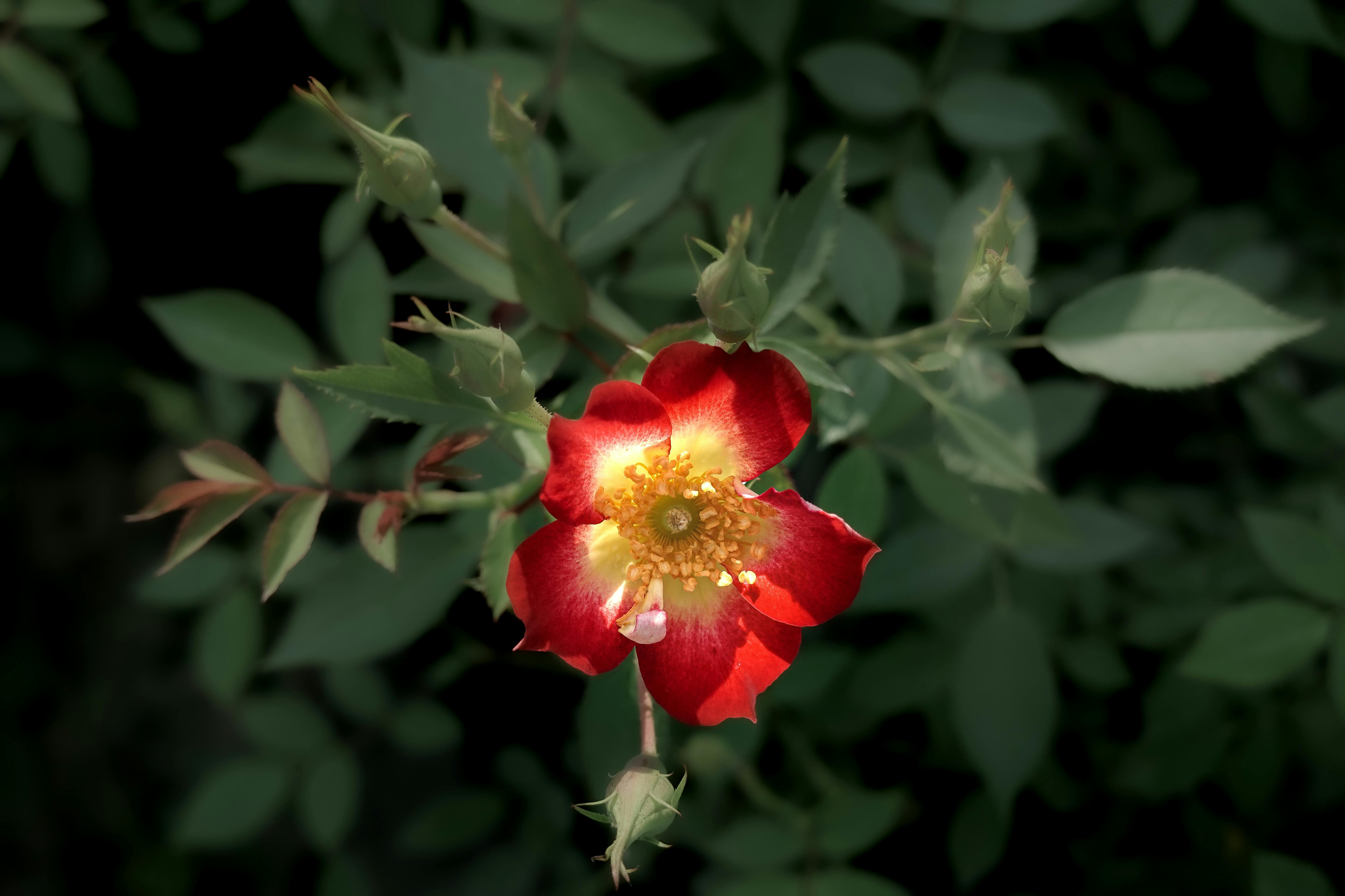 Red and Flower With Green Leaves · Free Stock Photo