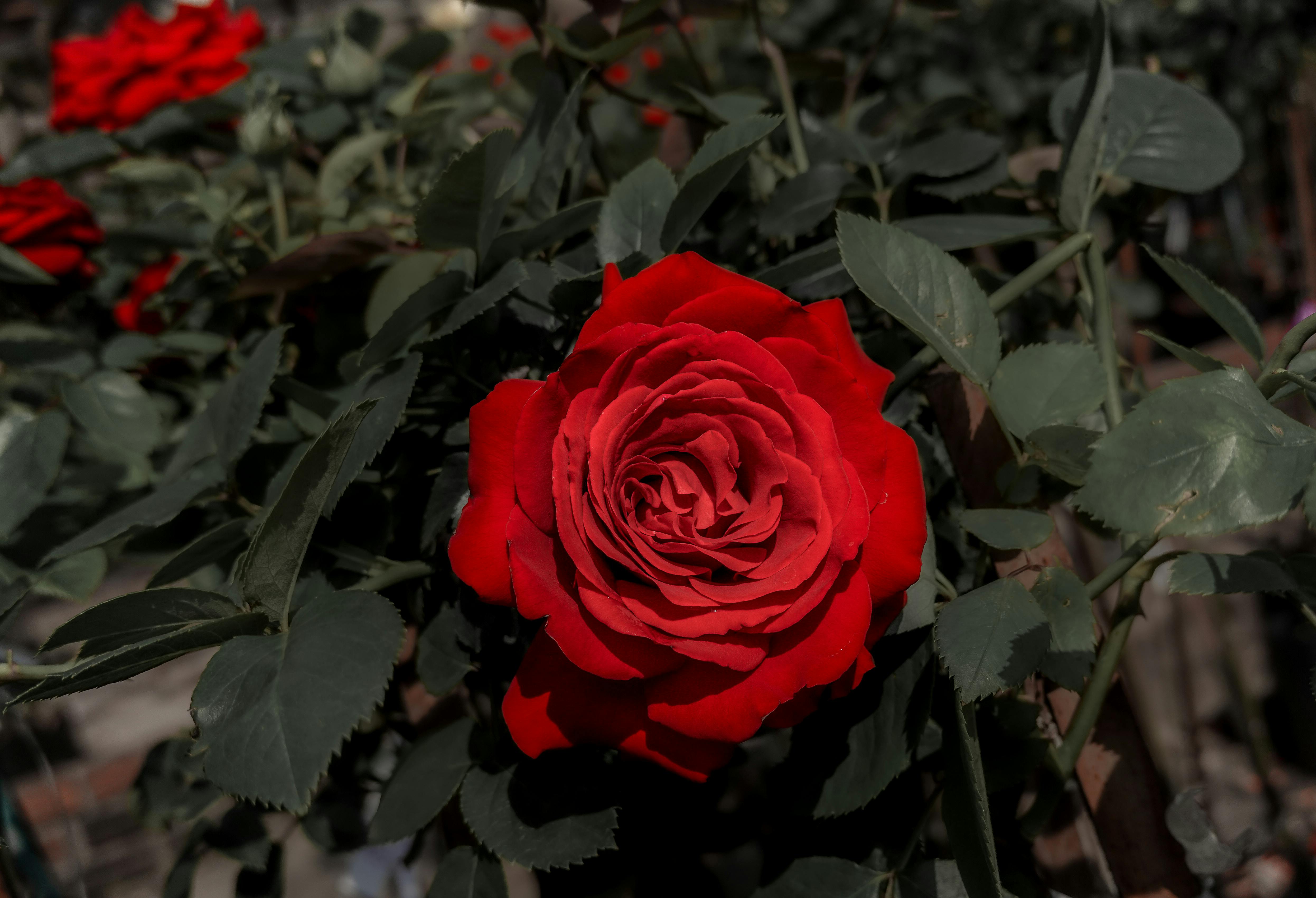 Red Petaled Rose · Free Stock Photo