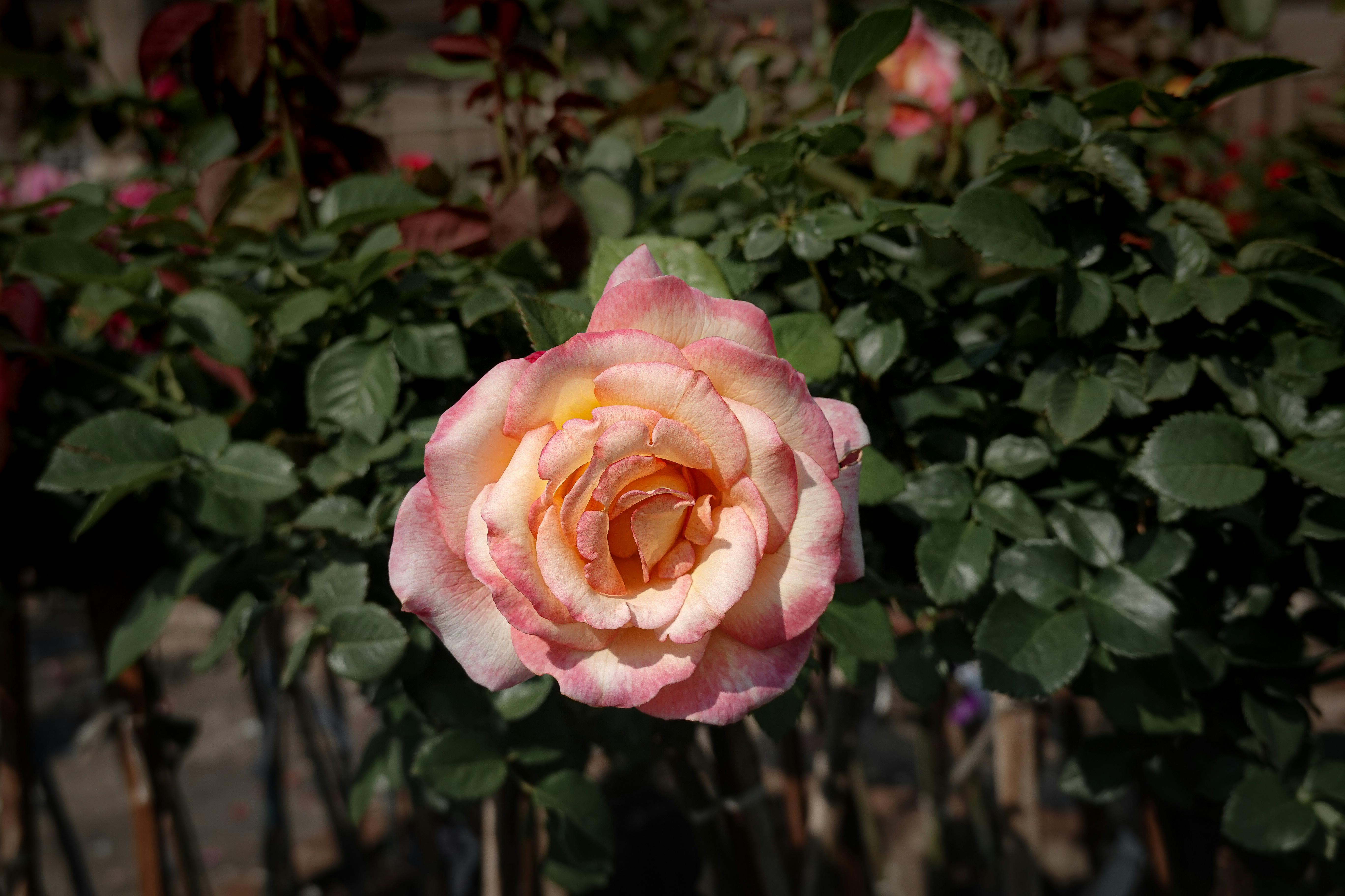 Pink Rose with Dark Green Leaves · Free Stock Photo