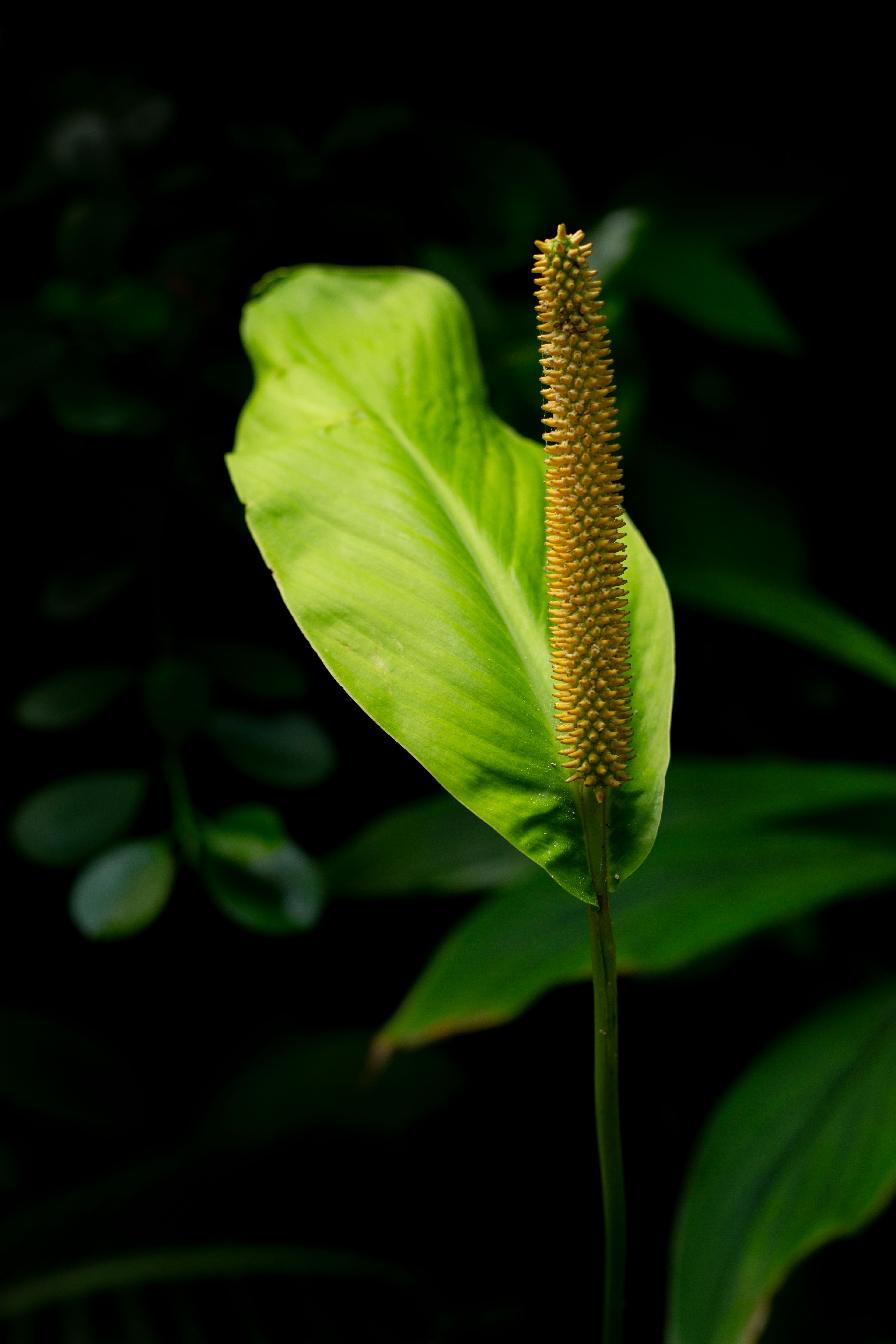 Green Flower and Leaves · Free Stock Photo