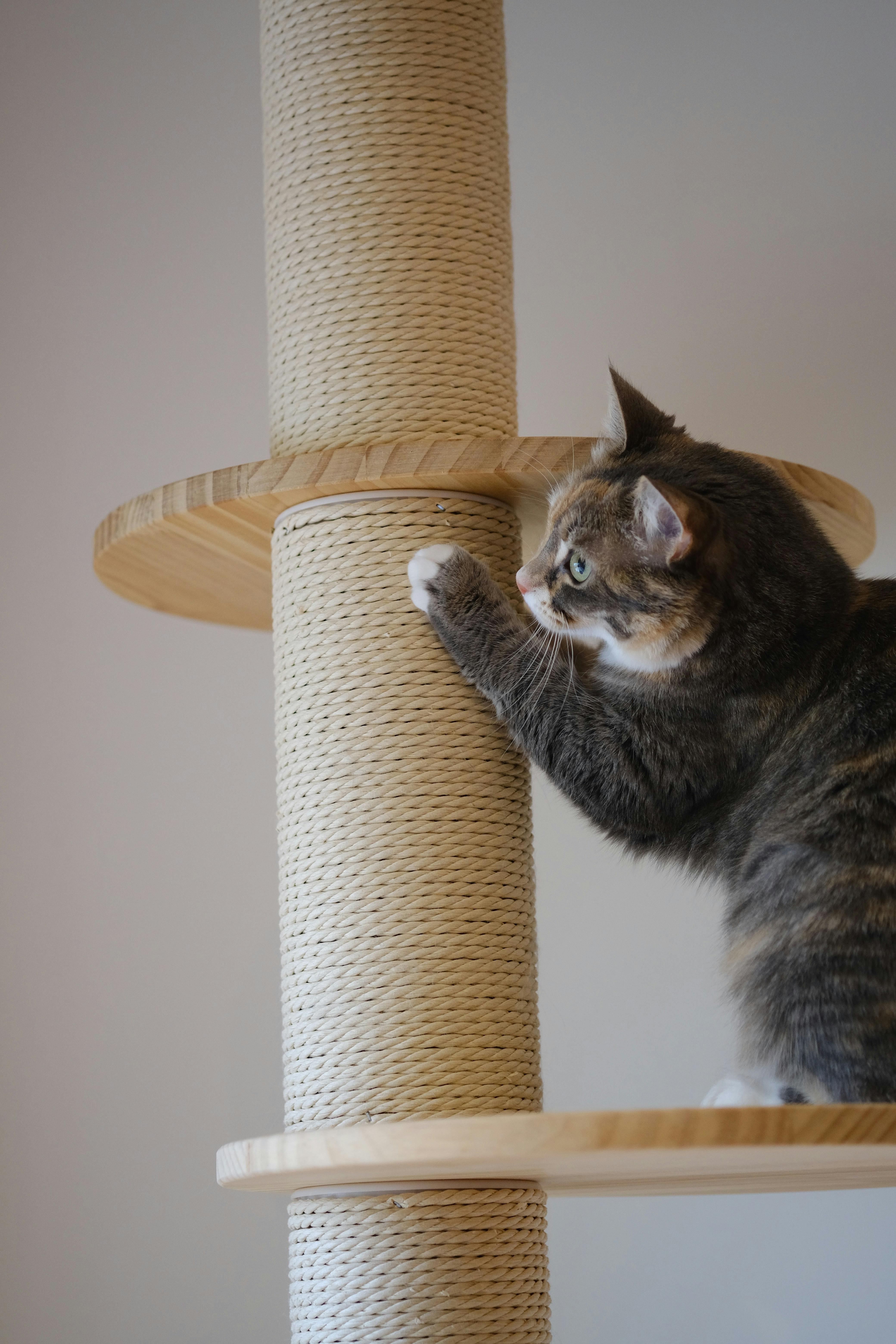 A Cat Scratching a Cat Tree · Free Stock Photo