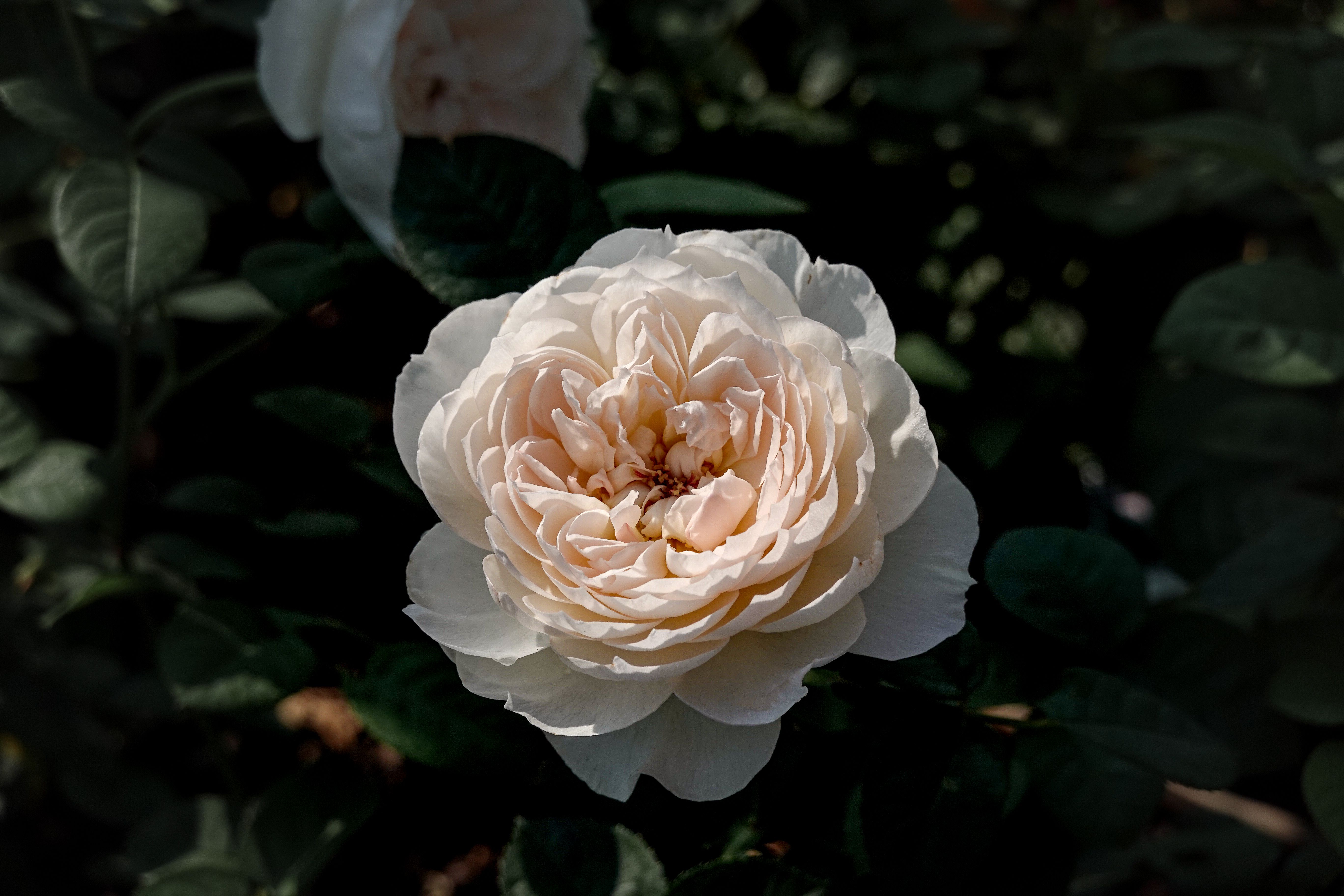 Petal Indonesia Photos, Download The BEST Free Petal Indonesia Stock ...