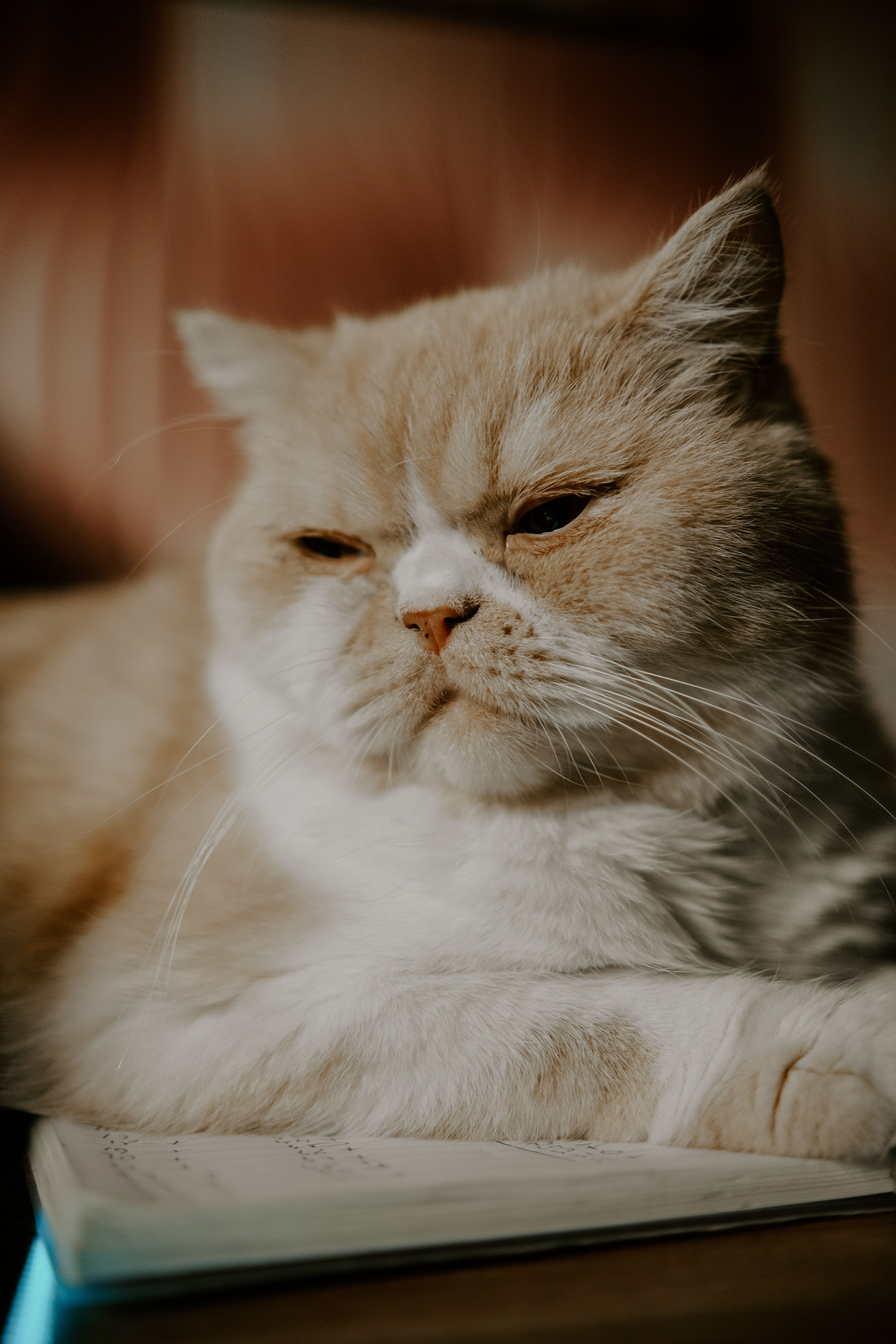 A Cat Feeding Its Kittens · Free Stock Photo