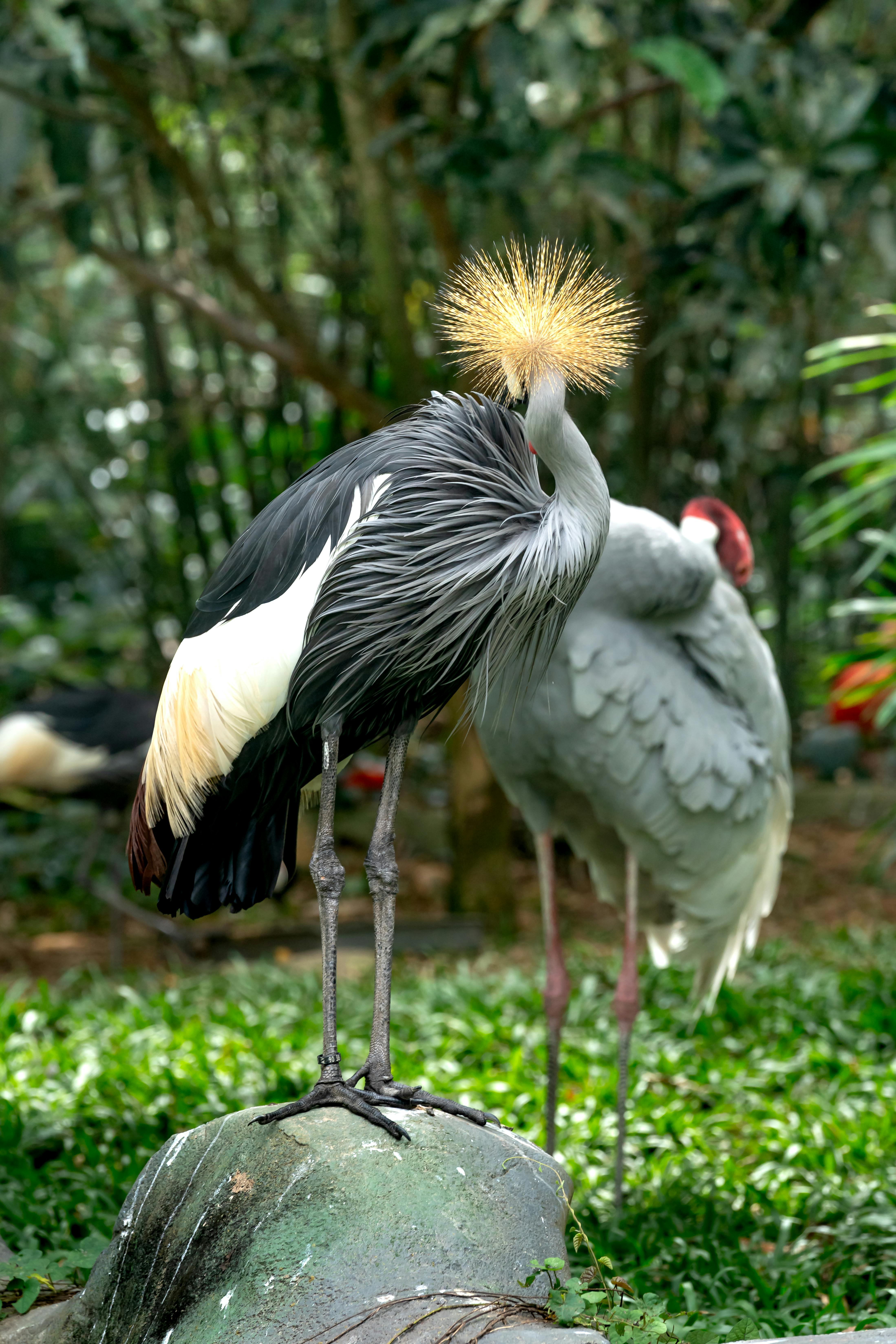 Close up of a Grey Crowned Crane · Free Stock Photo