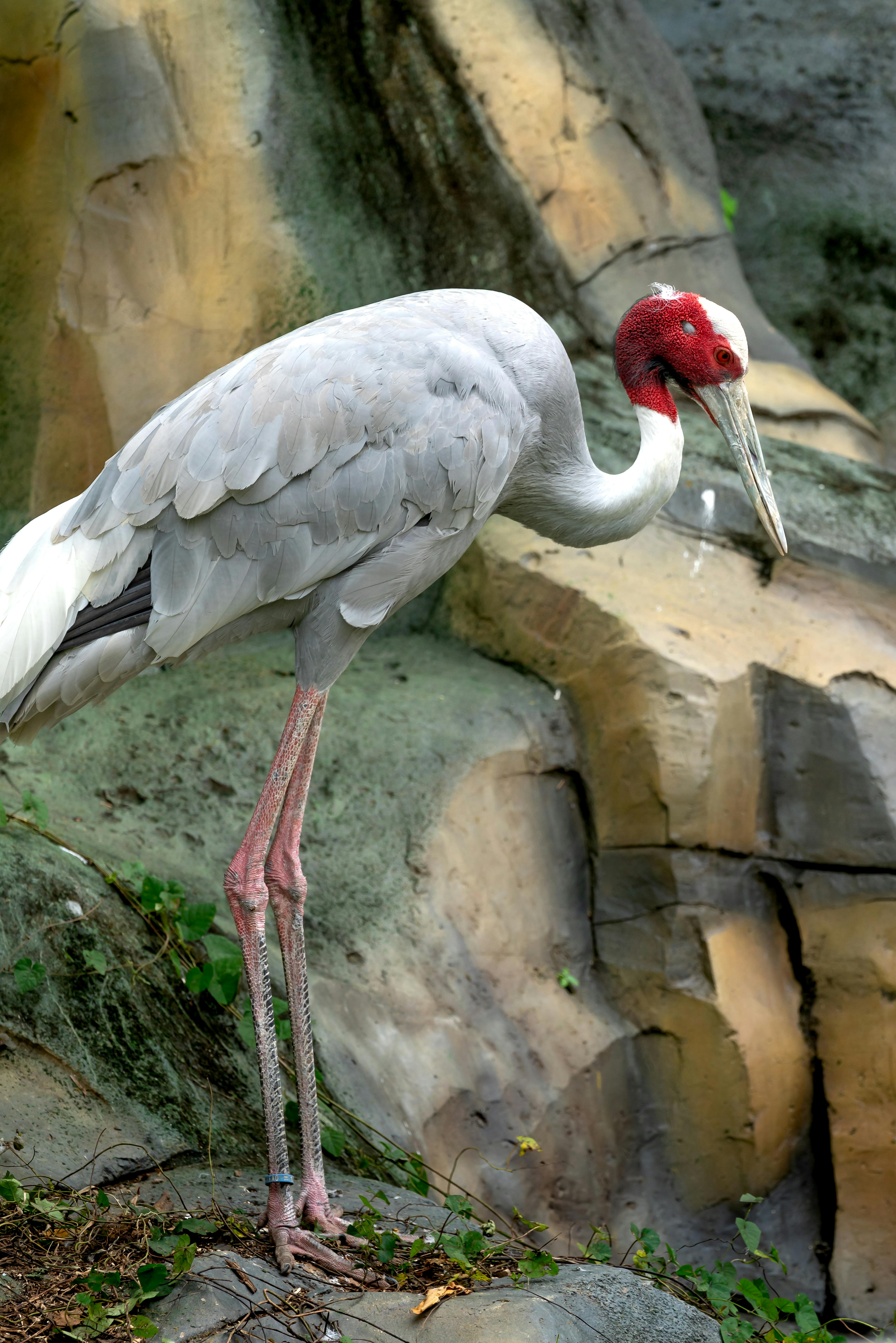 Close-Up Shot of a Sarus Crane · Free Stock Photo