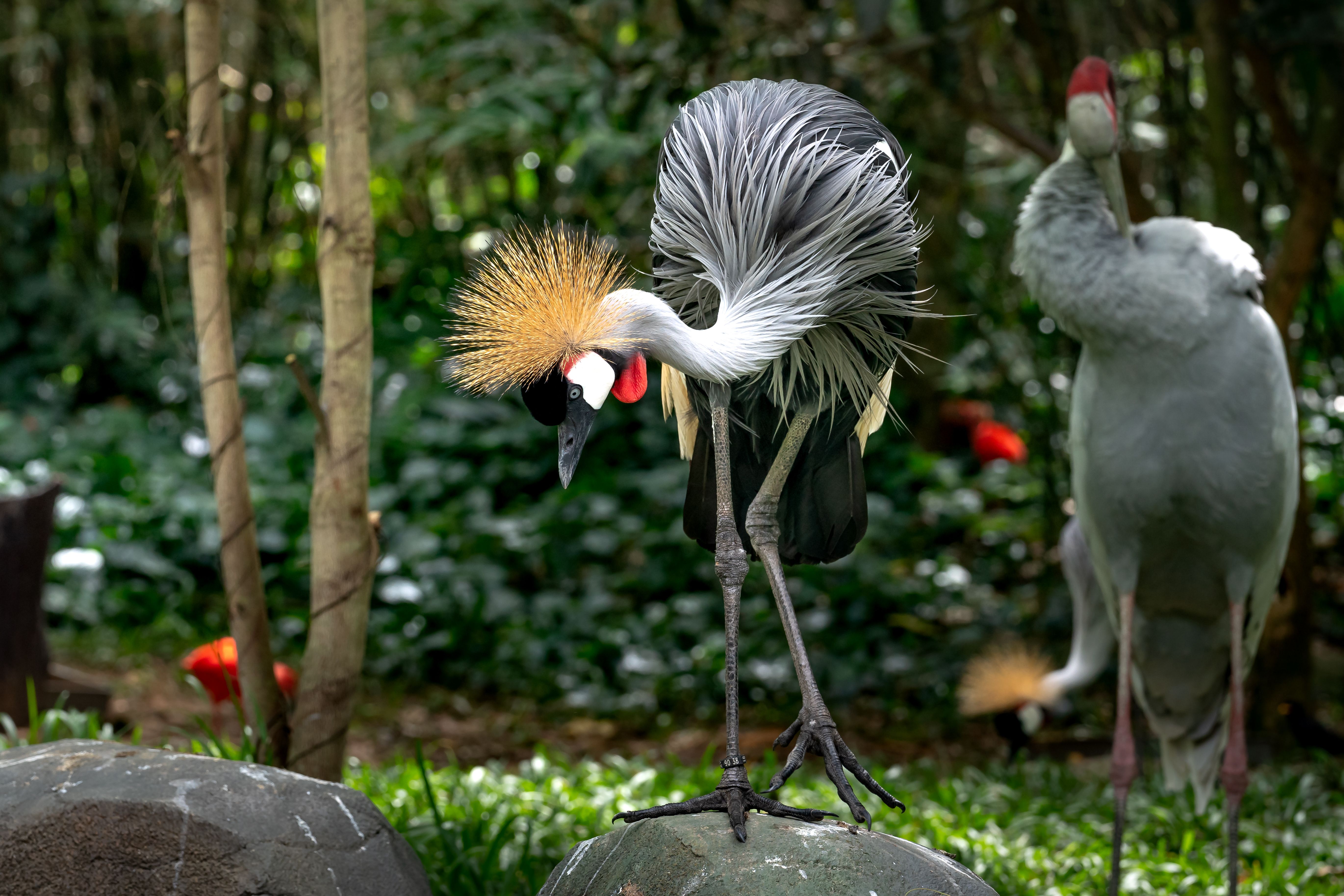 Red-Crowned Crane Bird Walking on Snow Covered Ground · Free Stock Photo