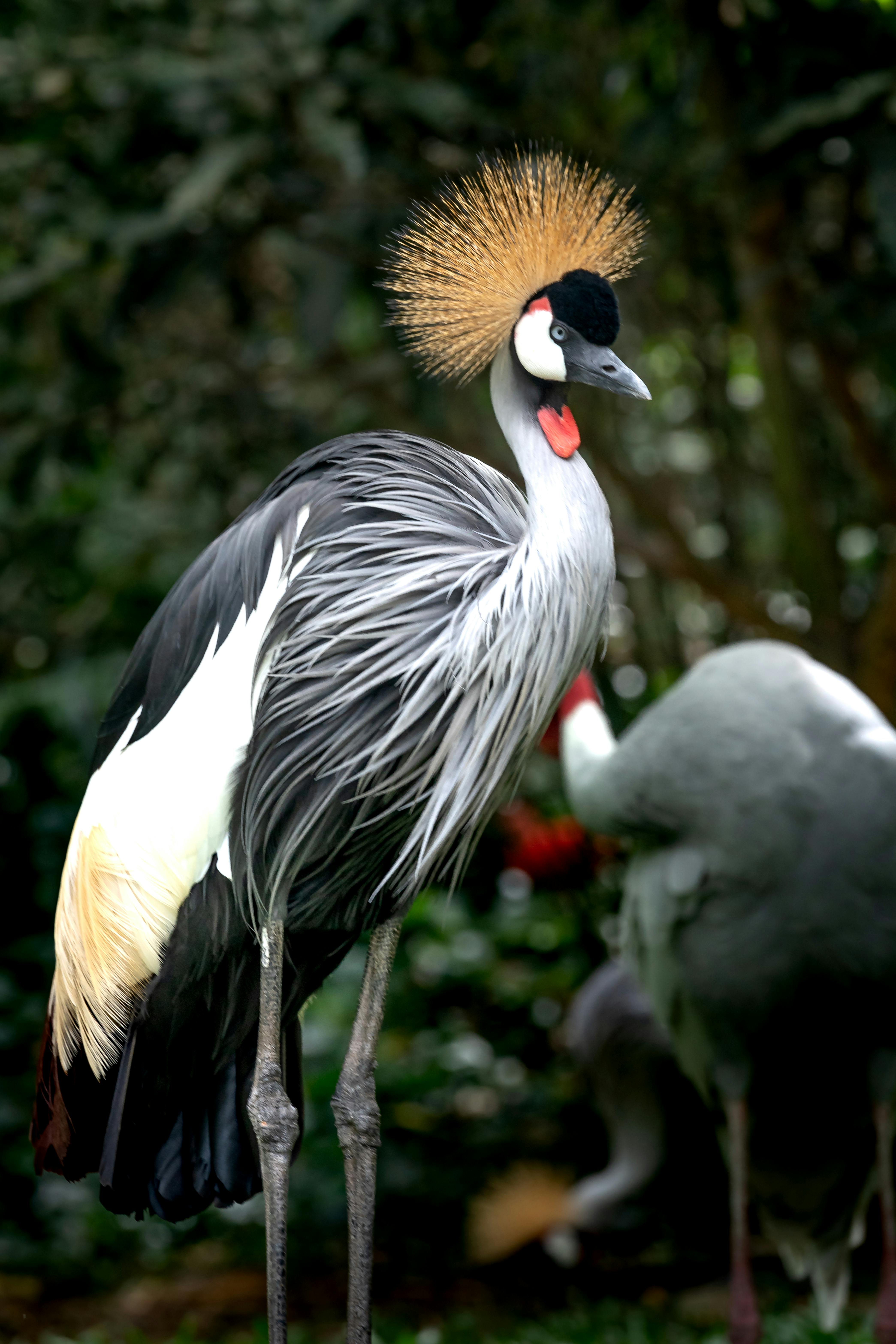 Close-Up Shot of a Grey Crowned Crown · Free Stock Photo