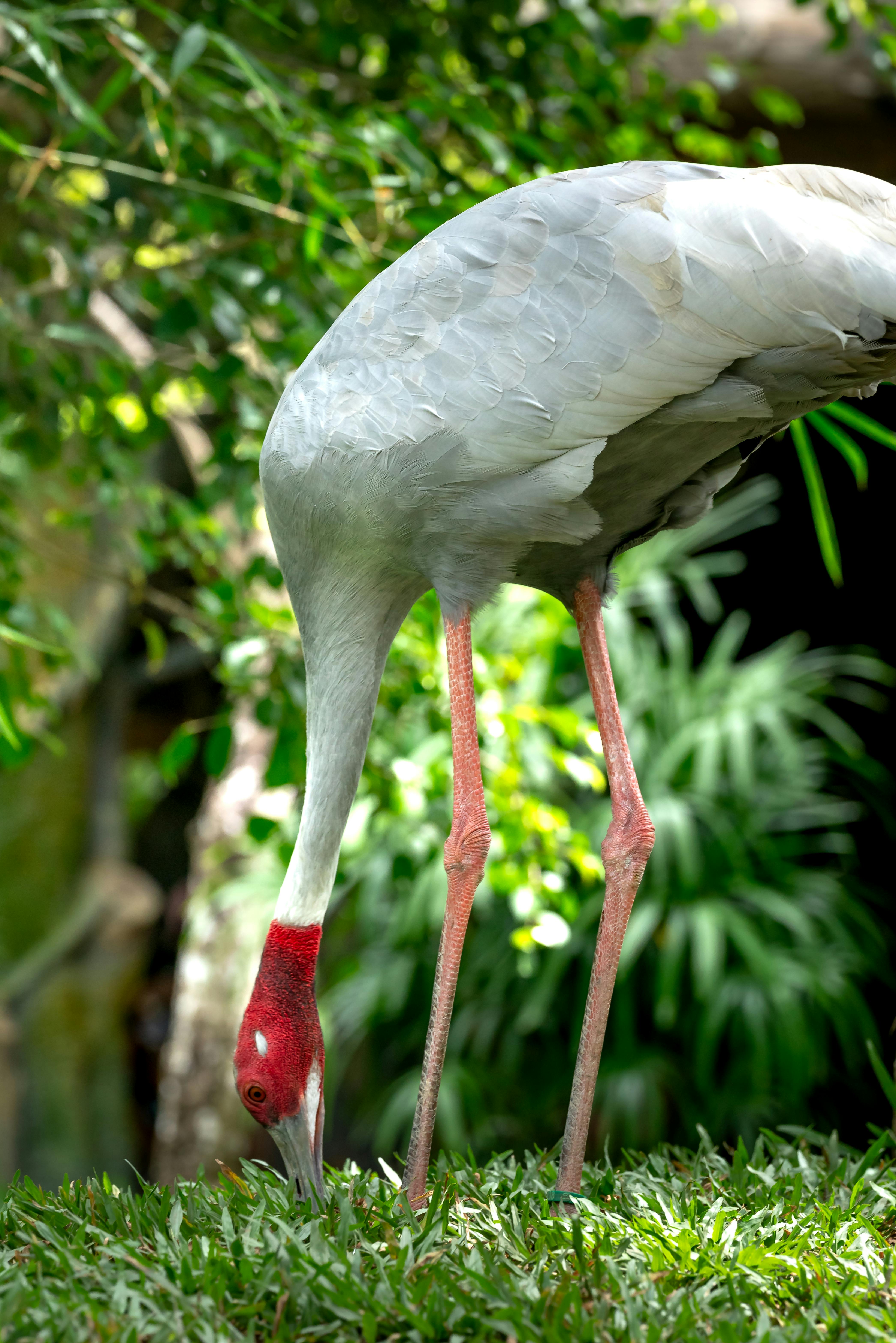 Photo of a Sarus Crane · Free Stock Photo