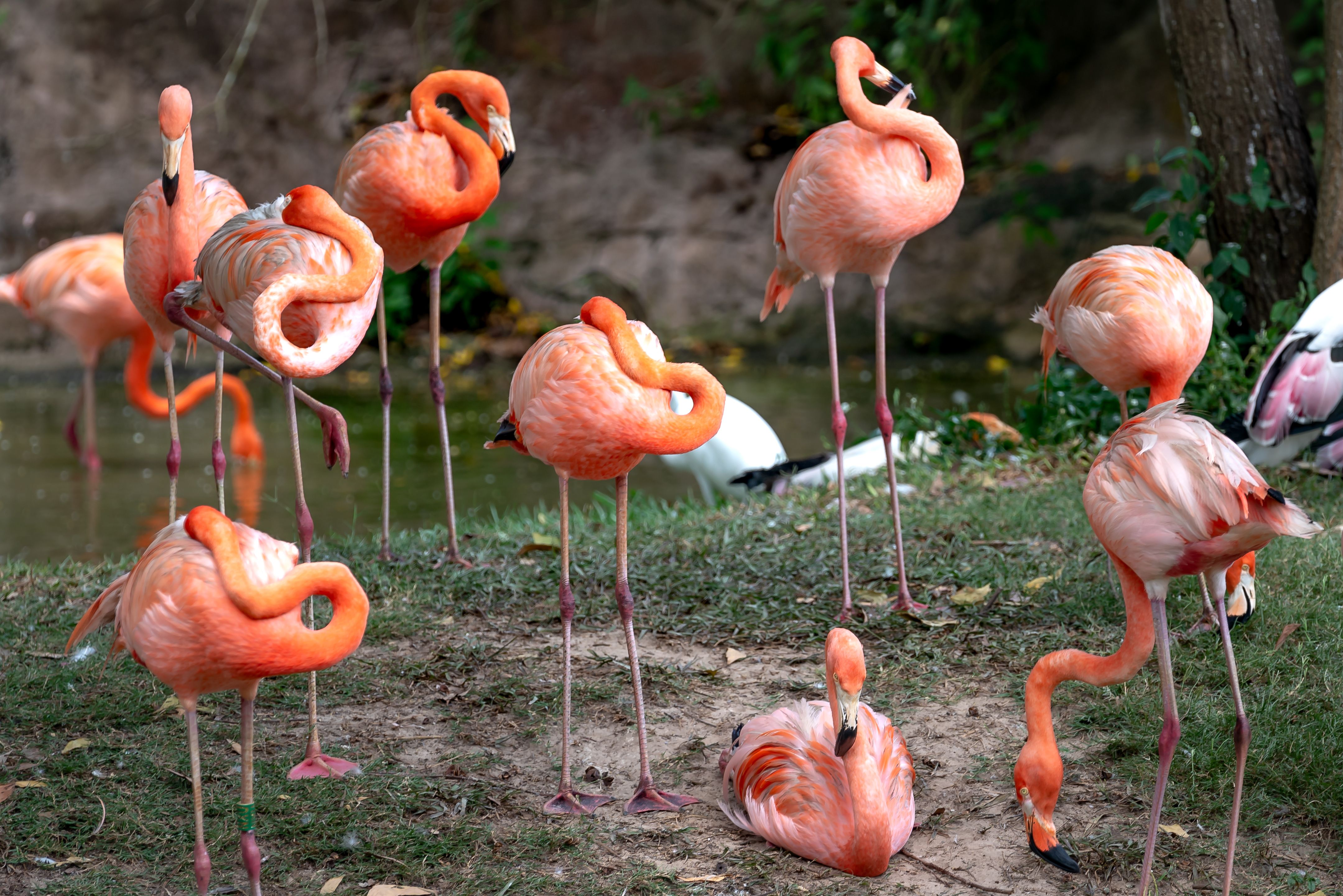 Photo of a Group of Flamingos · Free Stock Photo