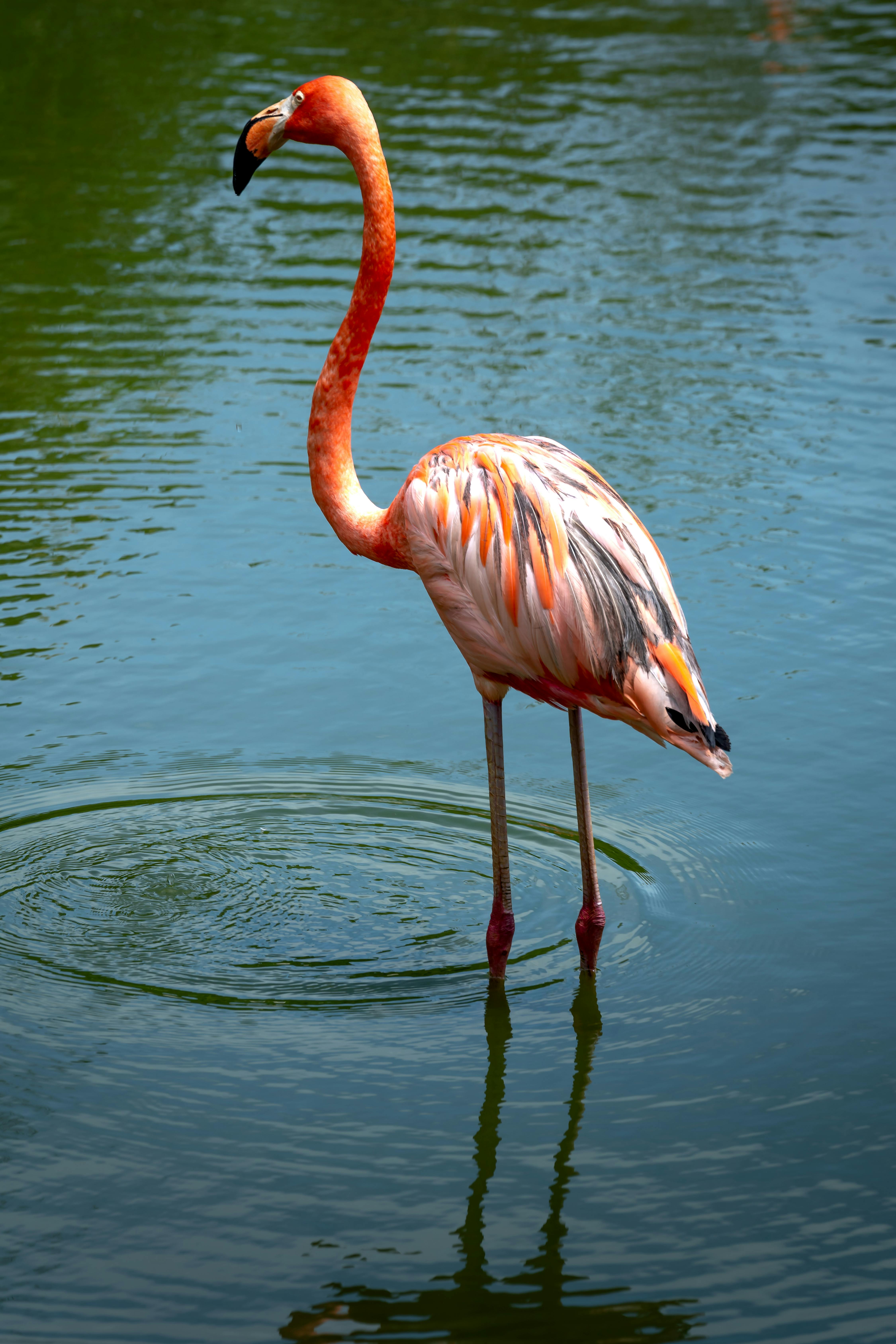 Close-Up of a Flamingo · Free Stock Photo