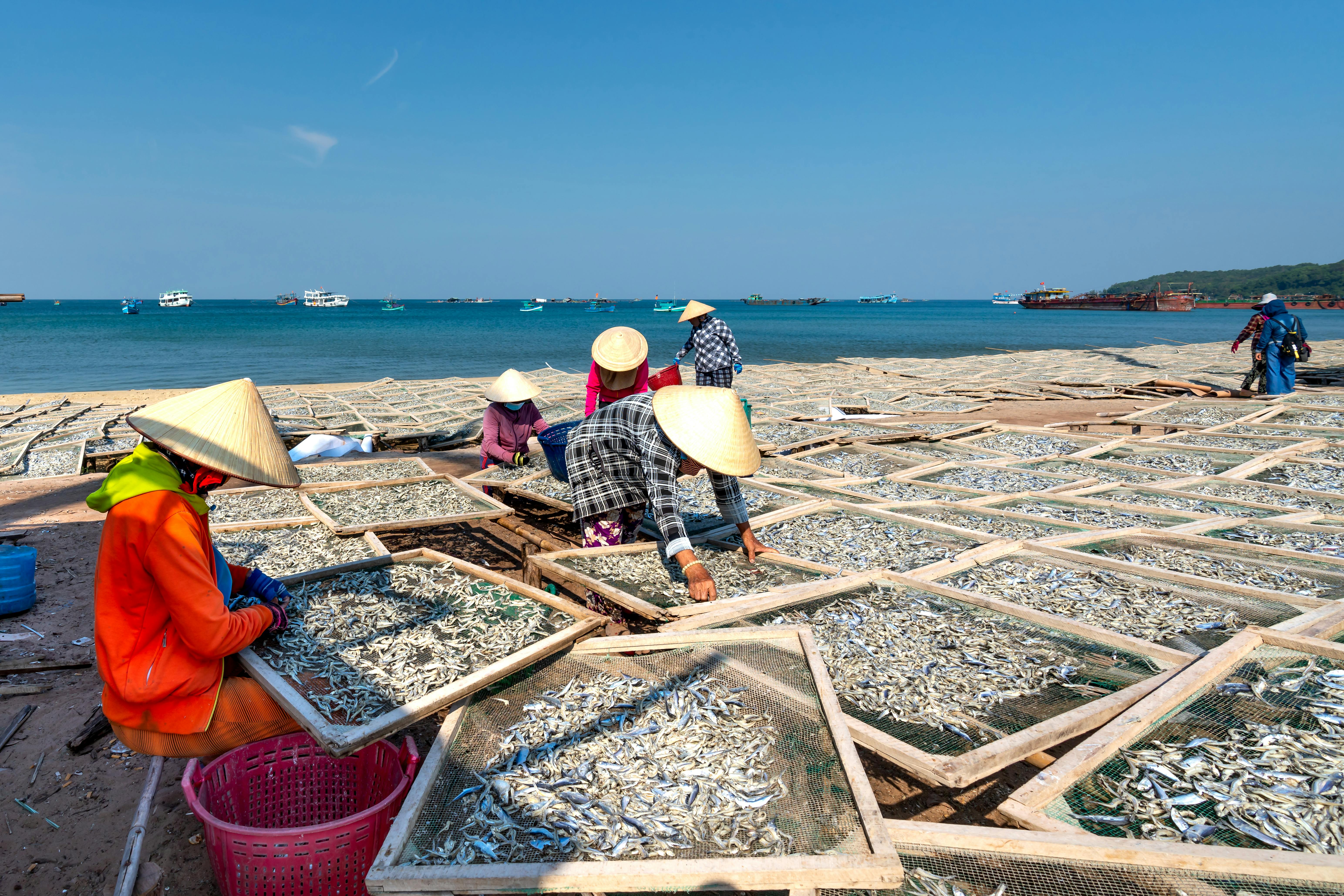 Sun Drying Fish · Free Stock Photo