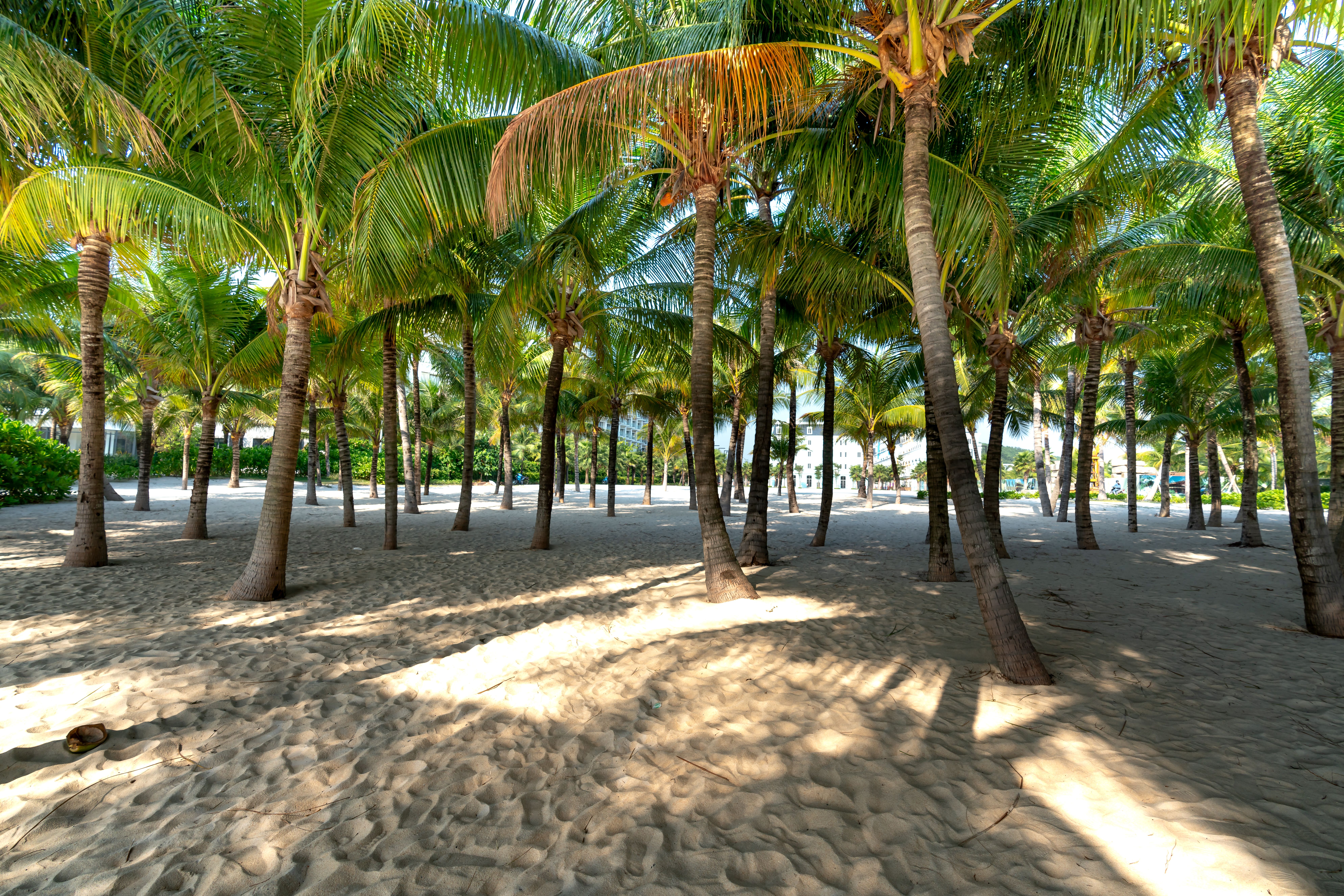 Green Coconut Trees on Beach Sand · Free Stock Photo