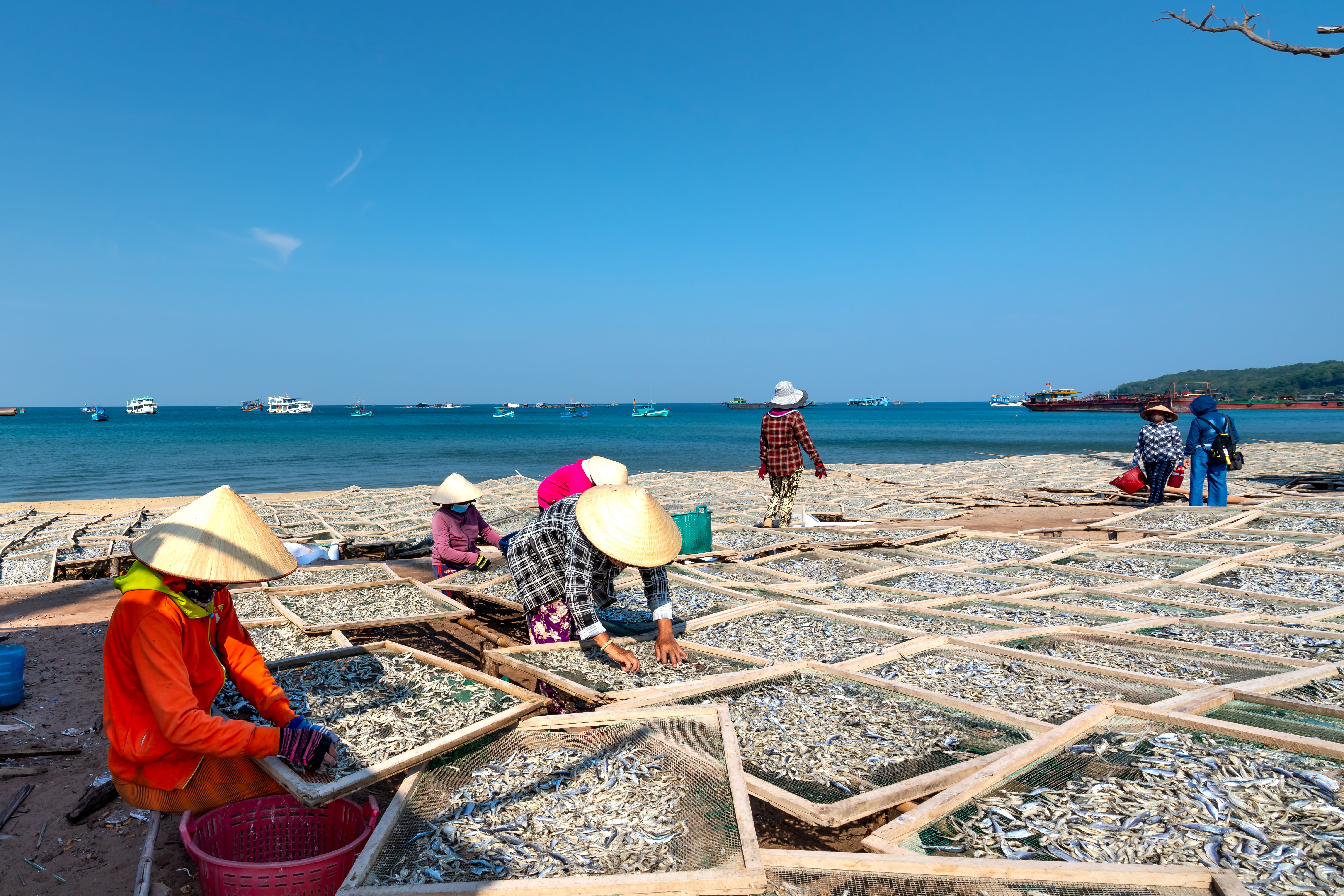 Sun Drying Fish · Free Stock Photo