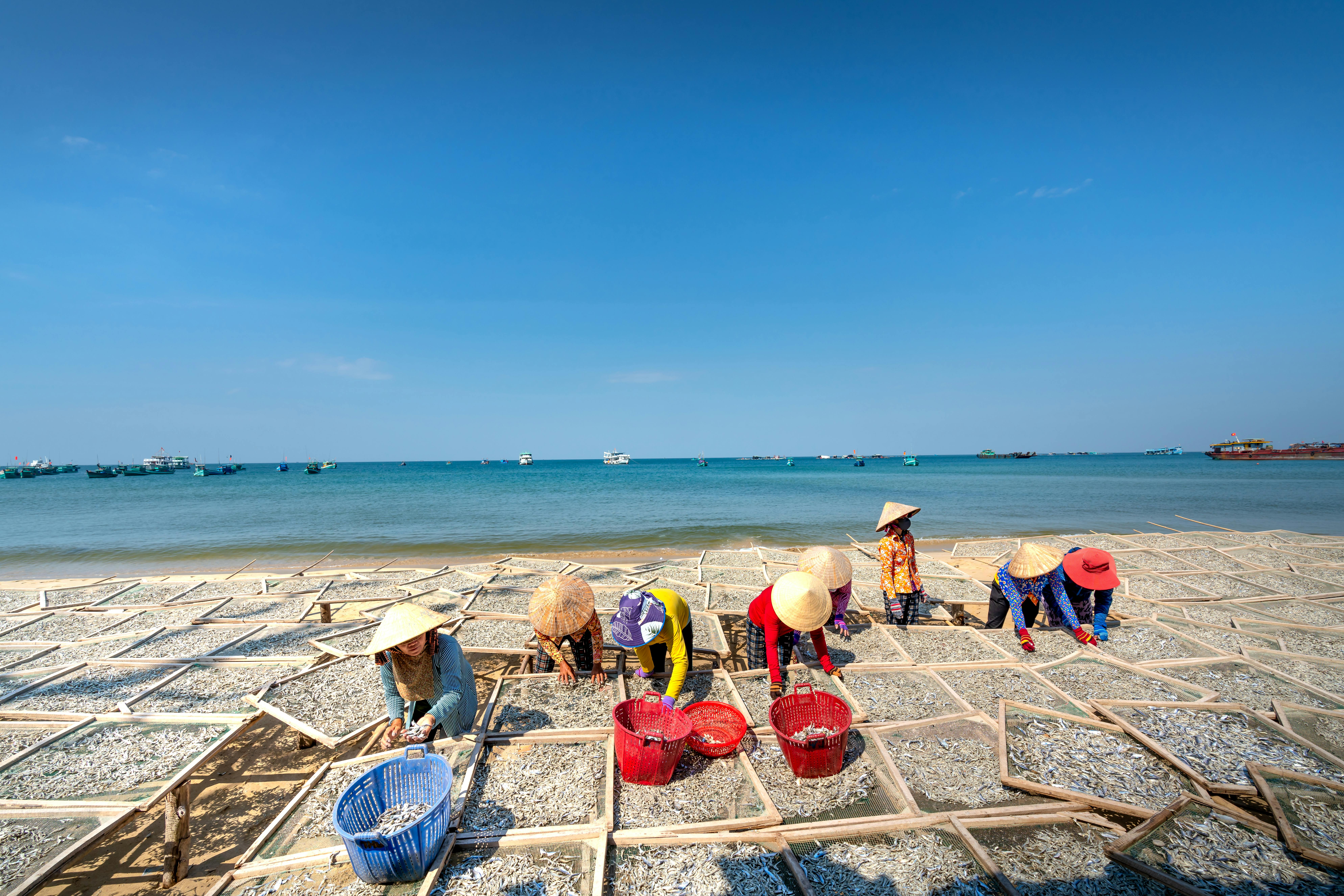 Fishing Workers Sorting Fish on the Beach · Free Stock Photo
