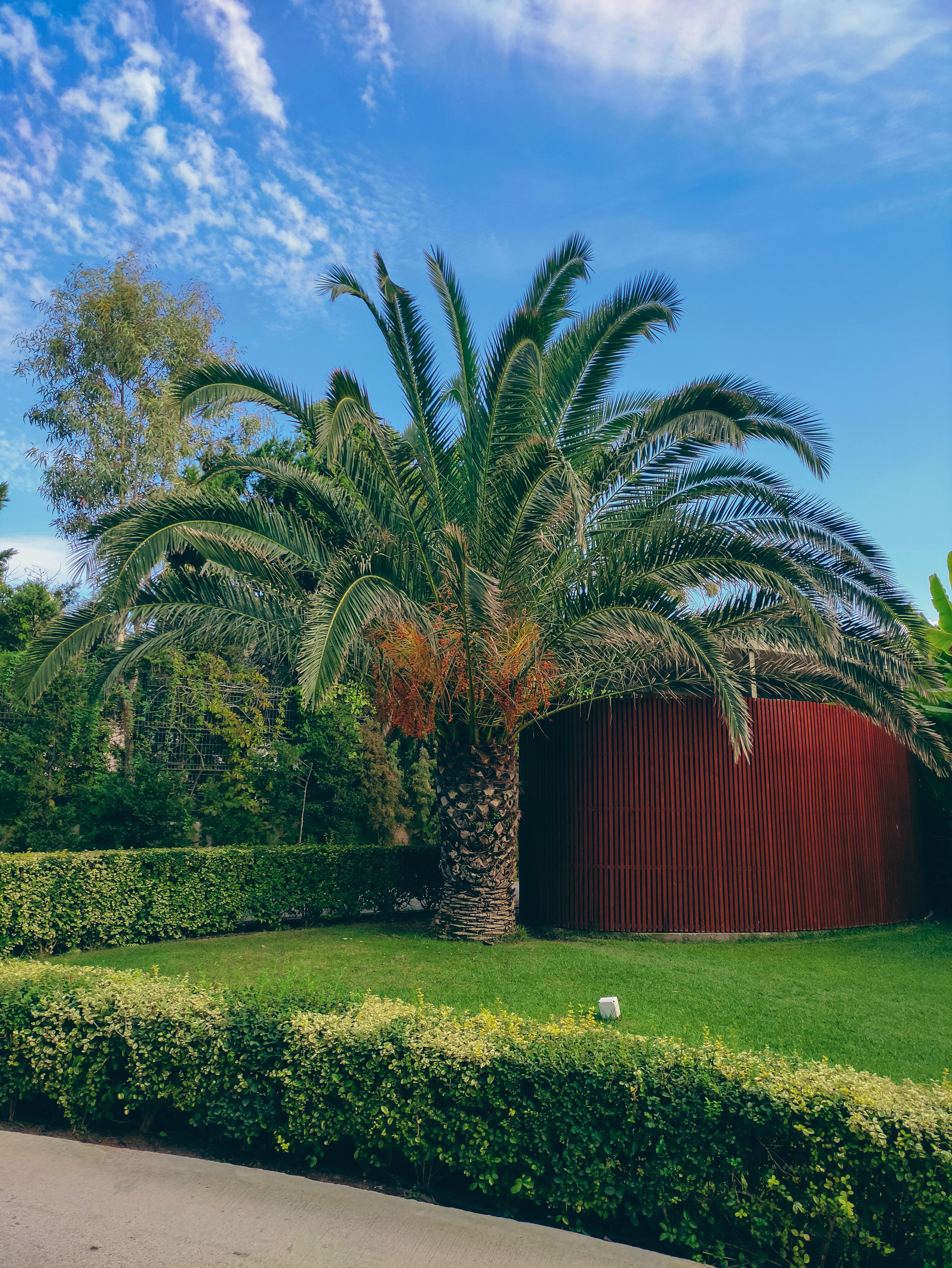 Palm Tree Growing in a Green Yard · Free Stock Photo