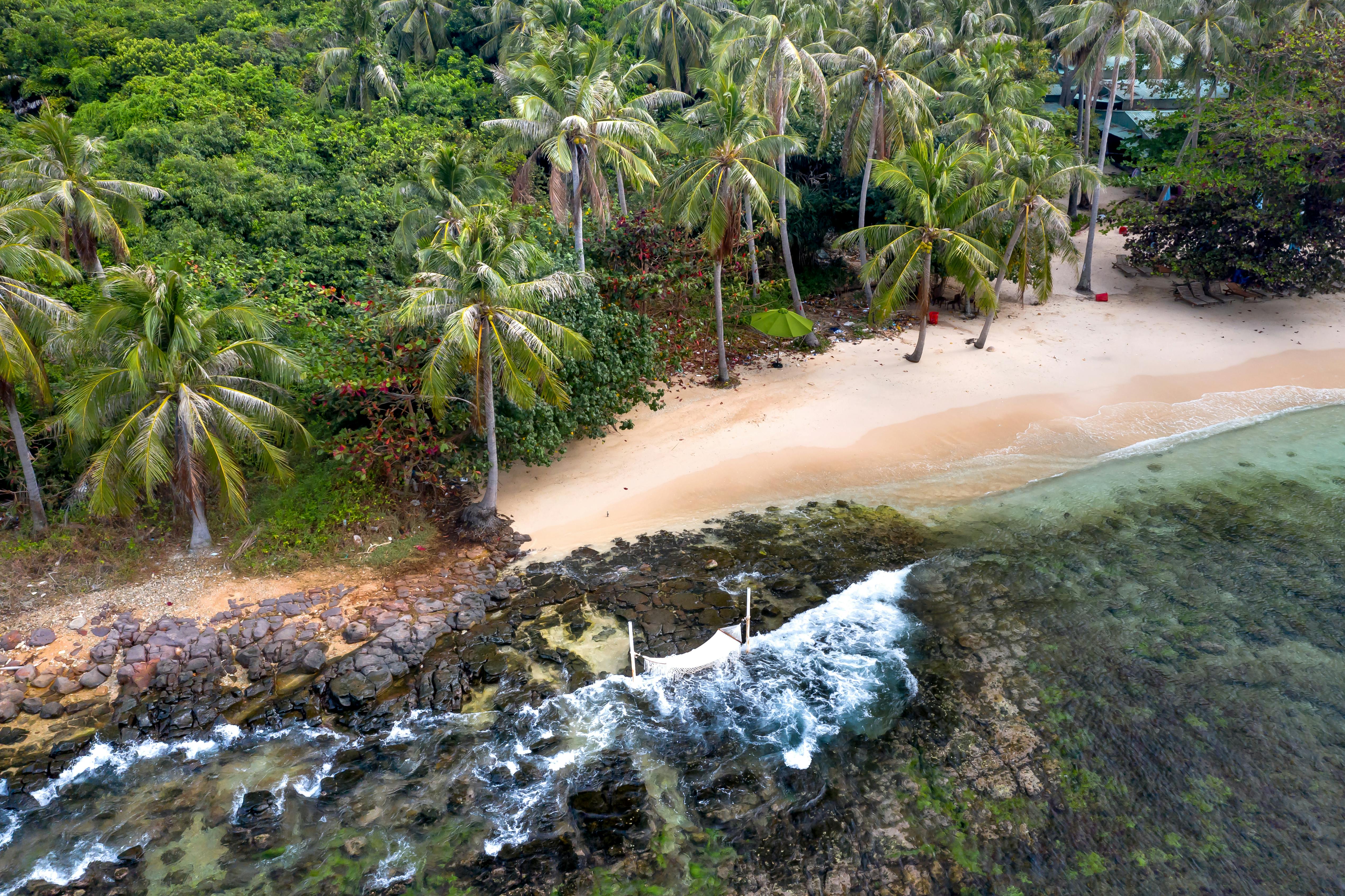 Green Coconut Trees Near the Beach · Free Stock Photo