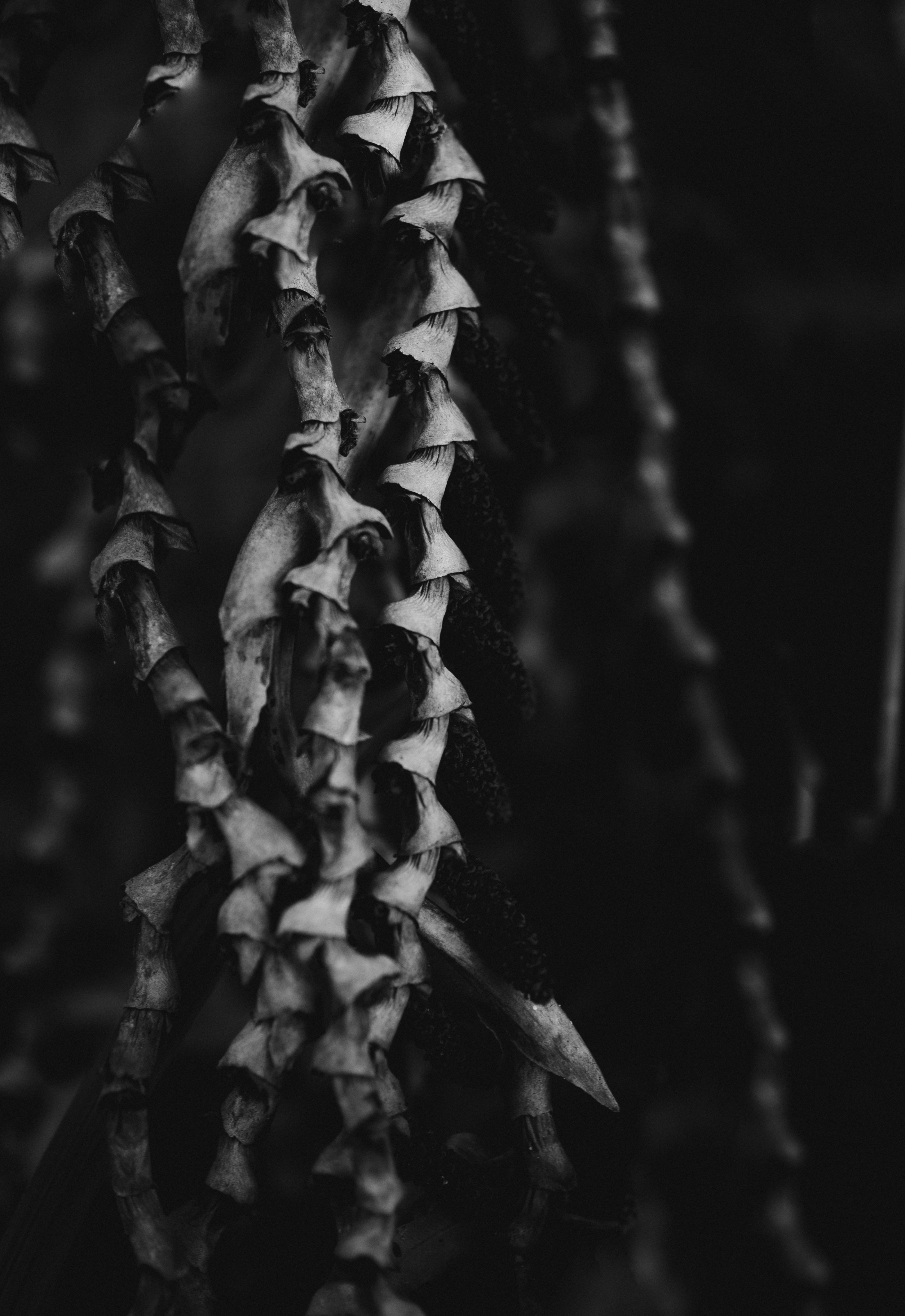 Long Conifer Tree Stem in Close-up Shot · Free Stock Photo