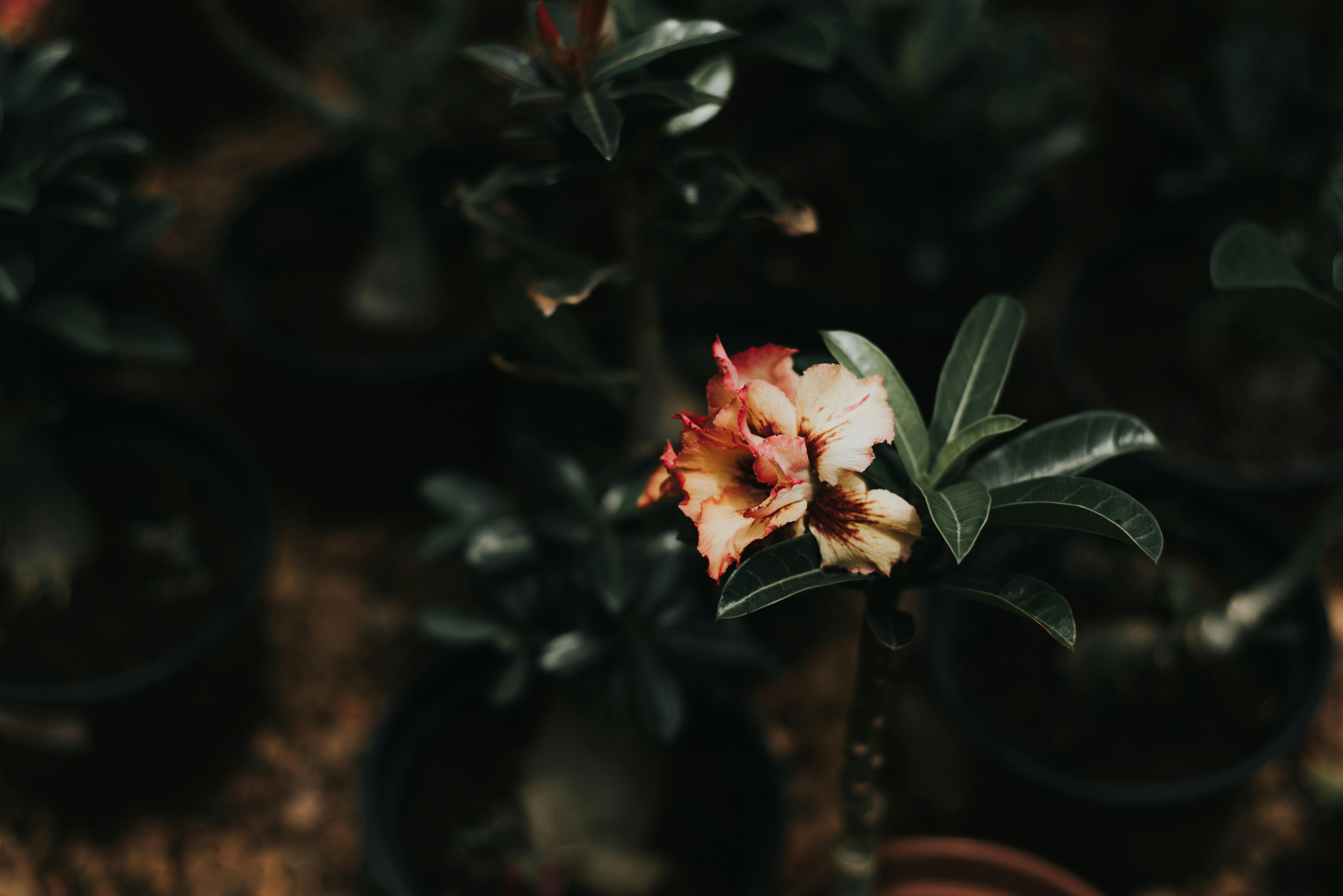 Close-Up of Blooming Flowers · Free Stock Photo