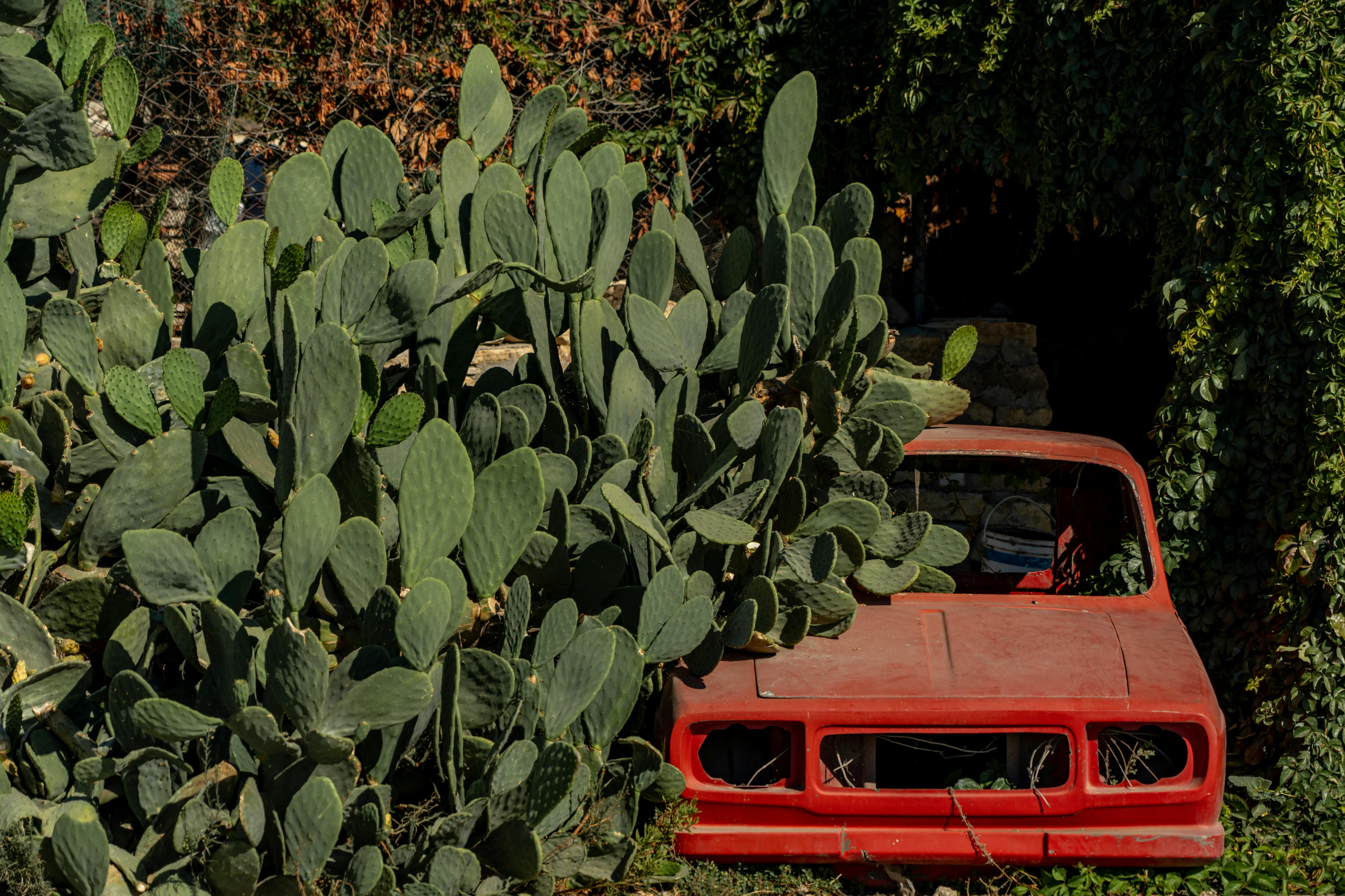 Green Cactus Plants around Car Wreck · Free Stock Photo