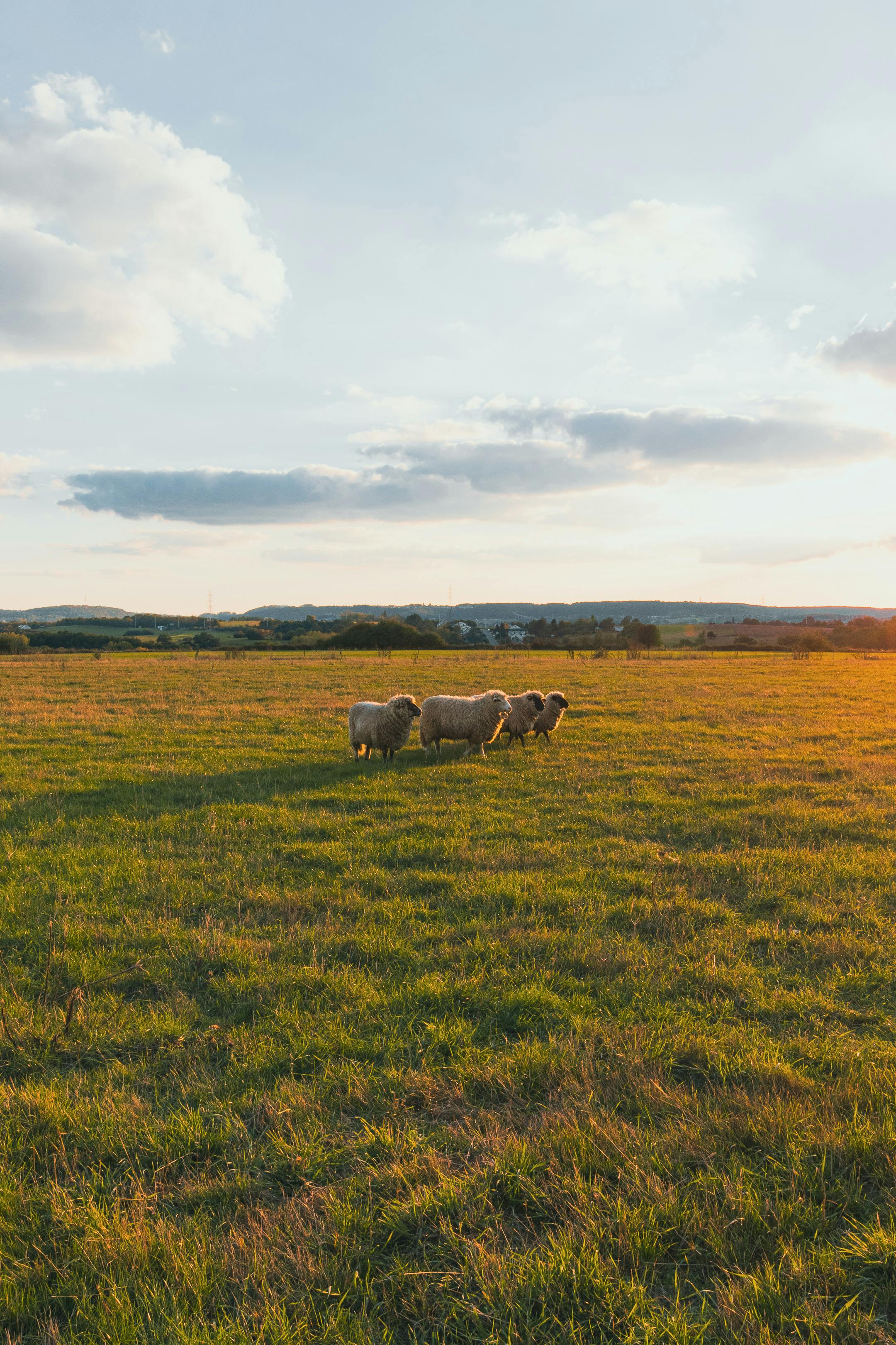 Sheep Shot Photos, Download Free Sheep Shot Stock Photos & HD Images