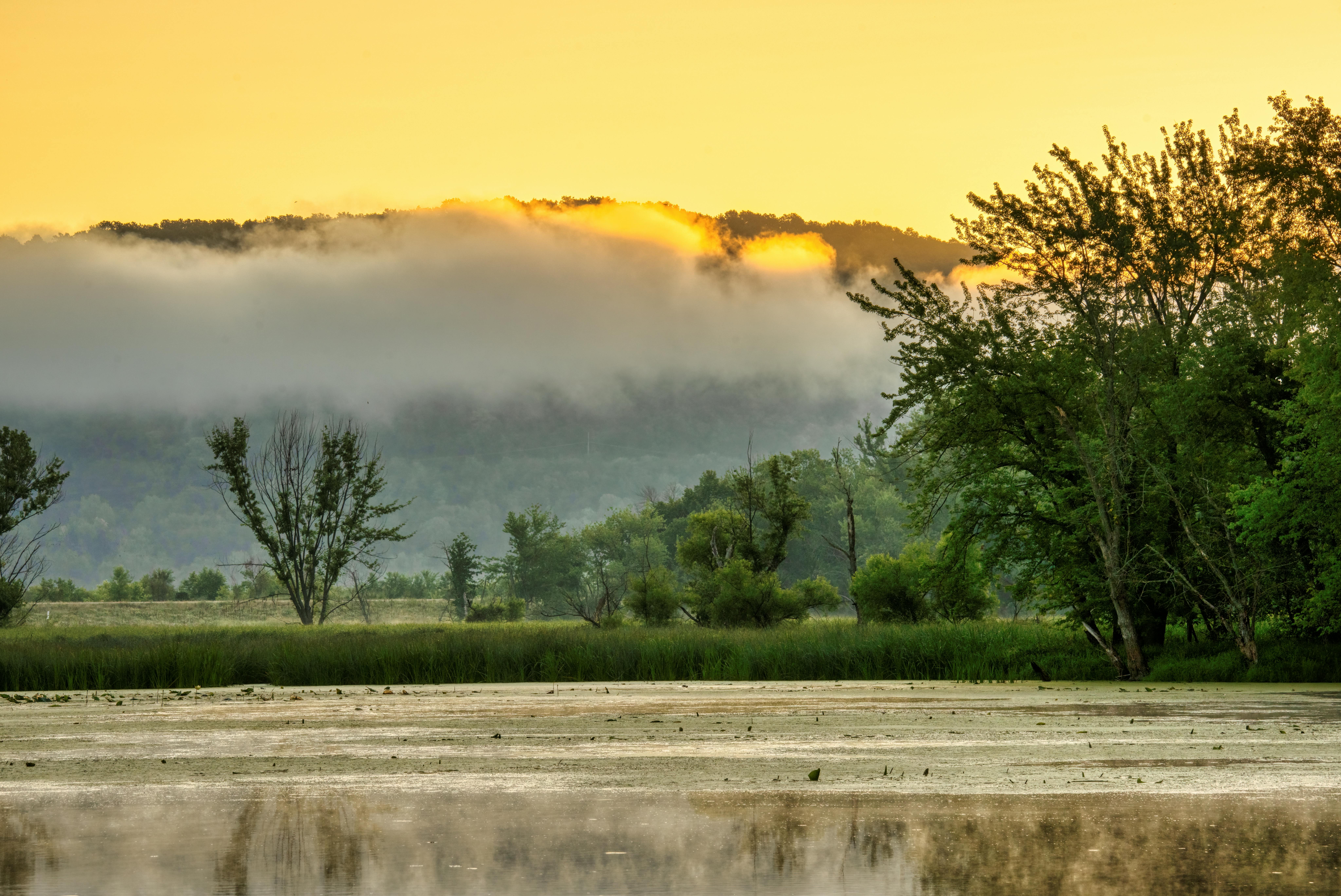 Cropland with Green Trees · Free Stock Photo