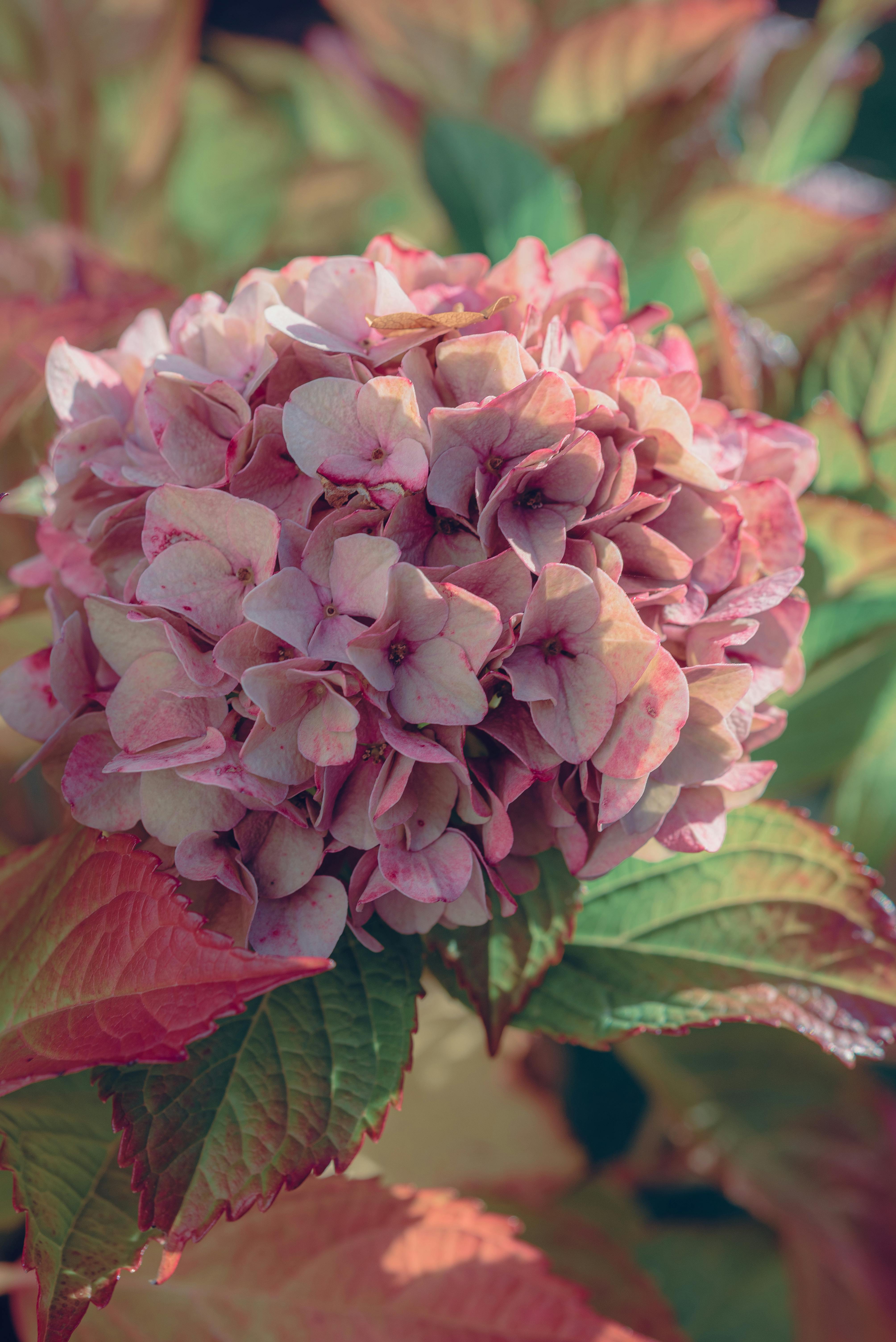 Close-Up Shot of French Hydrangea · Free Stock Photo