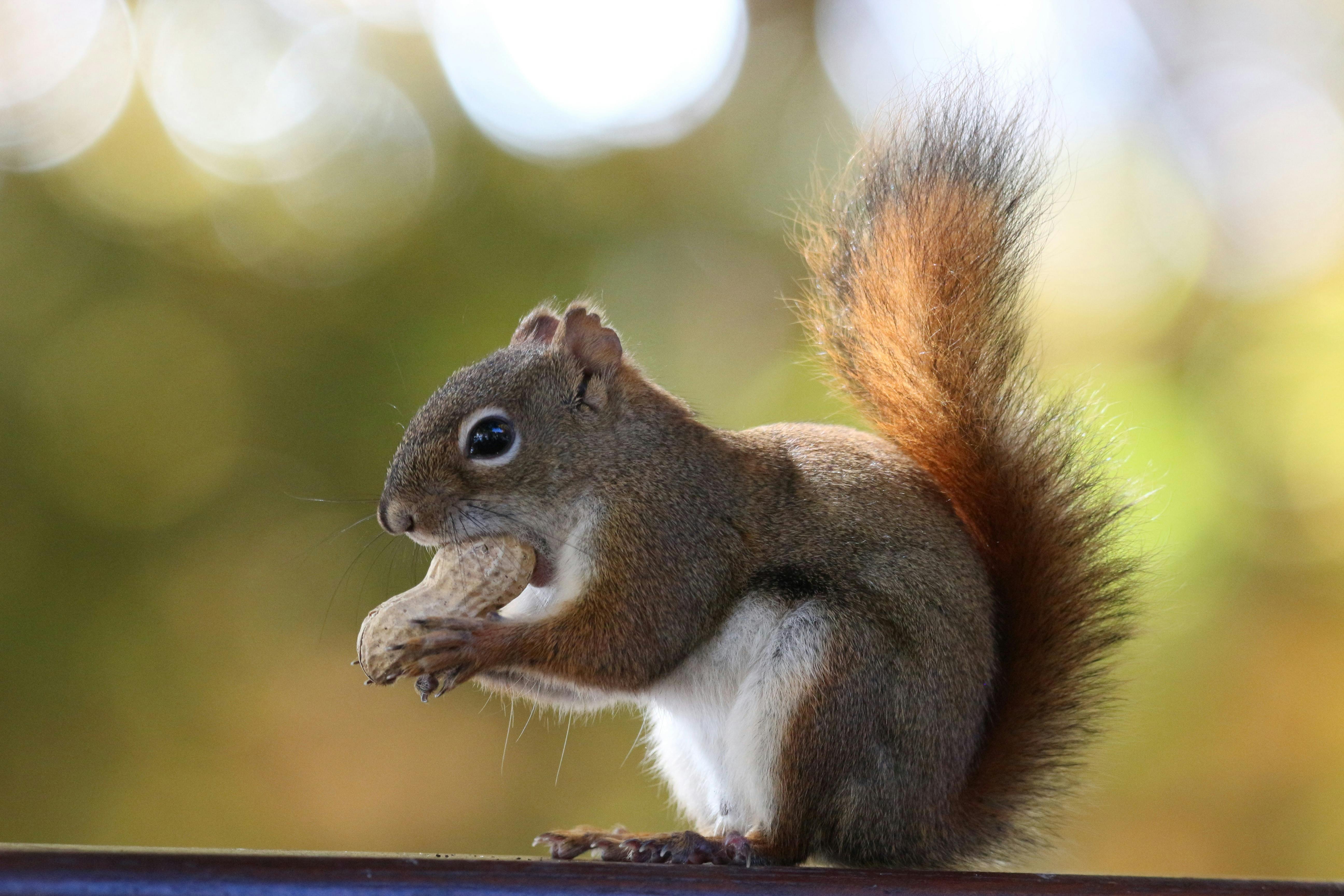 A Cute Little Red Squirrel Eating · Free Stock Photo