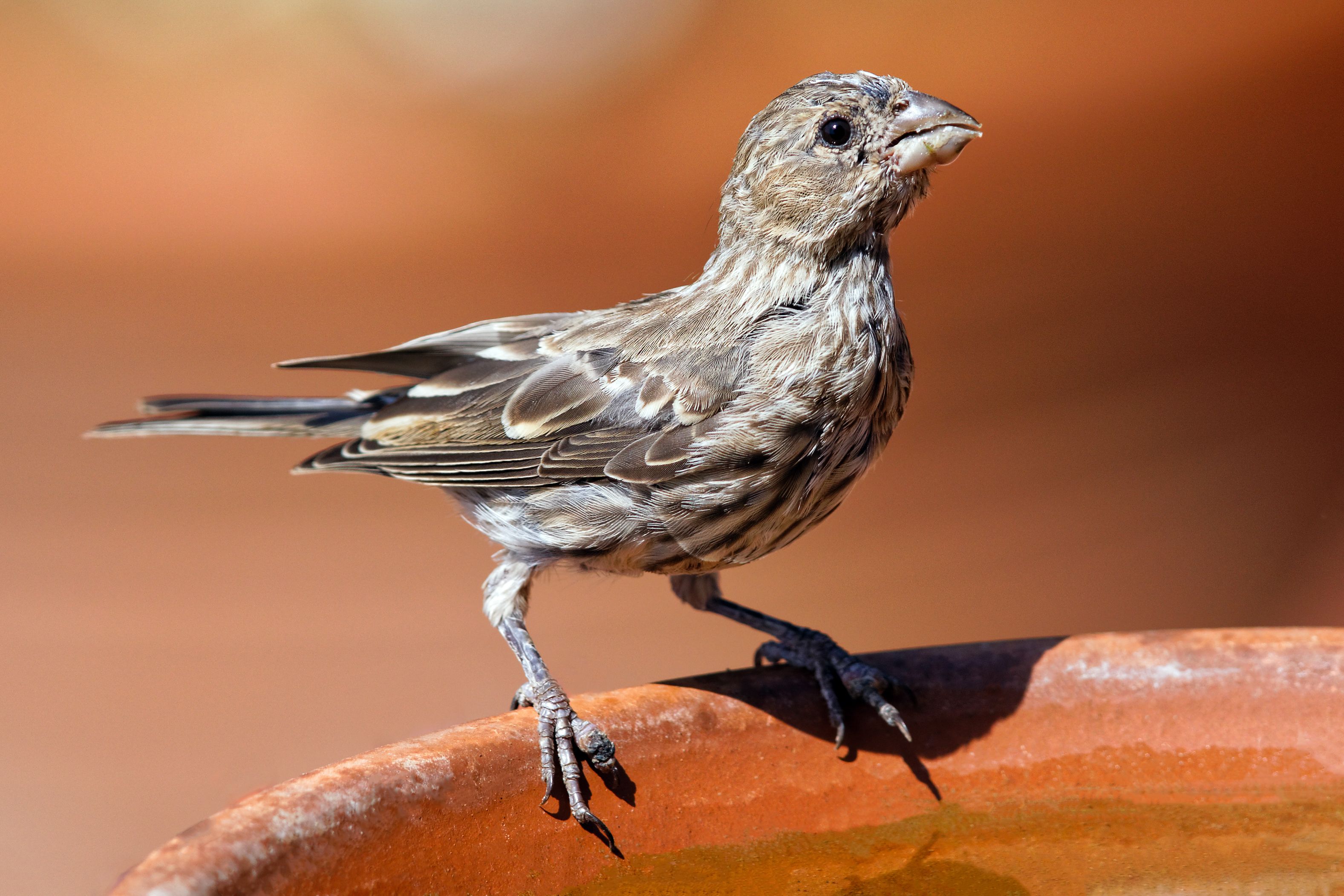 Close Up Shot of a Finch · Free Stock Photo