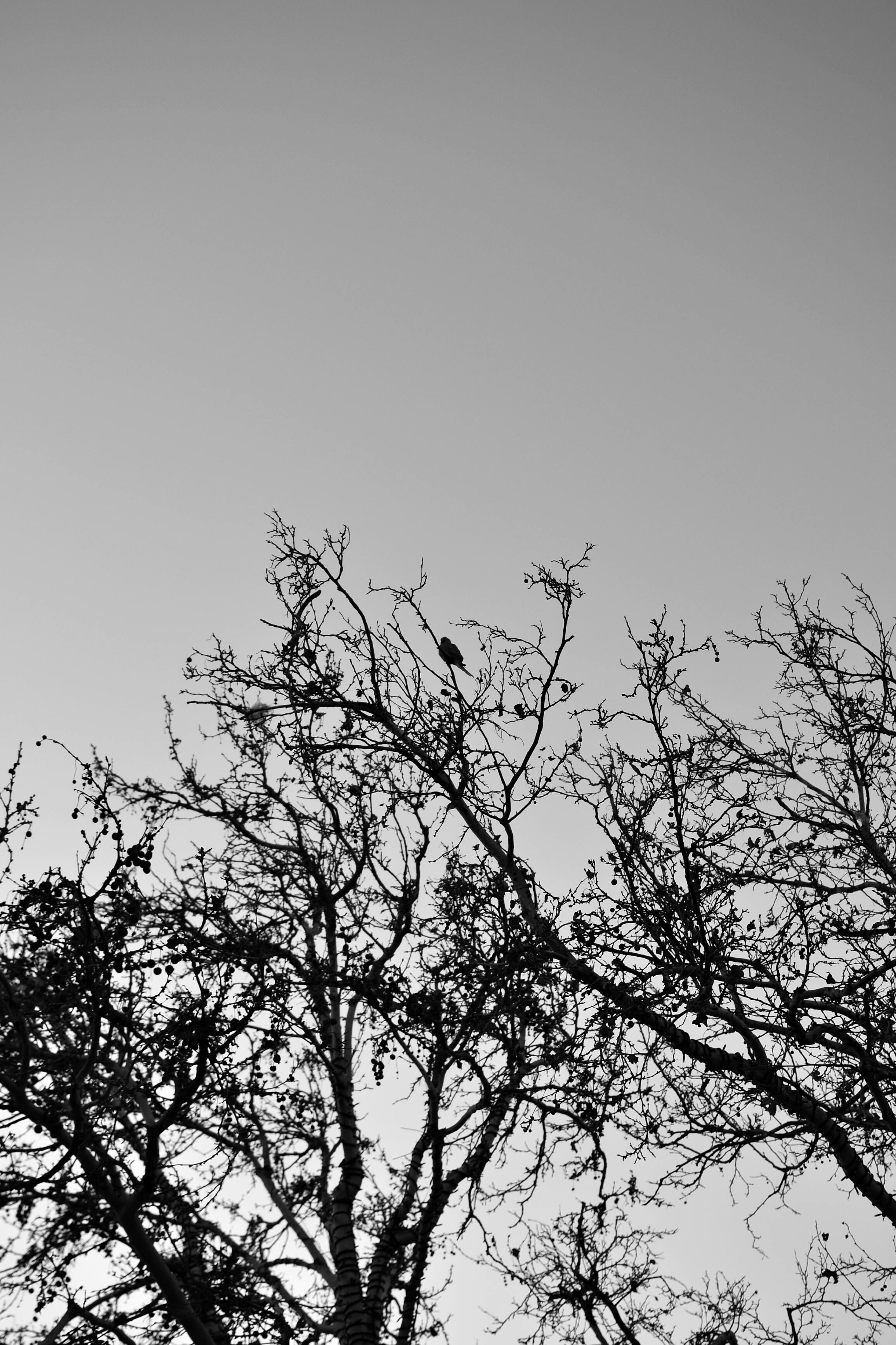 Silhouette of Bare Tree · Free Stock Photo