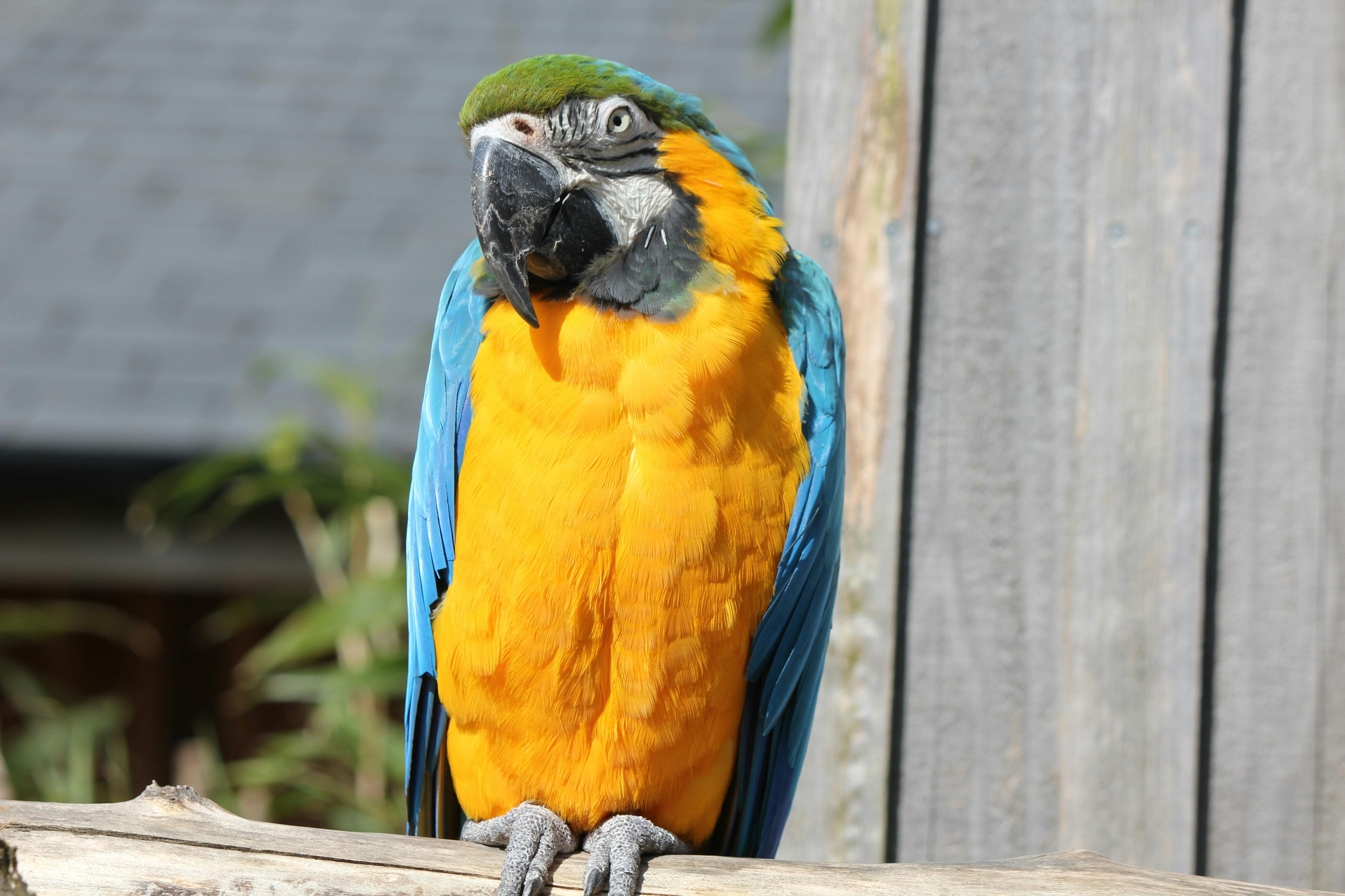 Foto stok gratis tentang bangsa burung, burung, burung beo, fotografi ... Foto stok gratis tentang bangsa burung, burung, burung beo, fotografi ...
