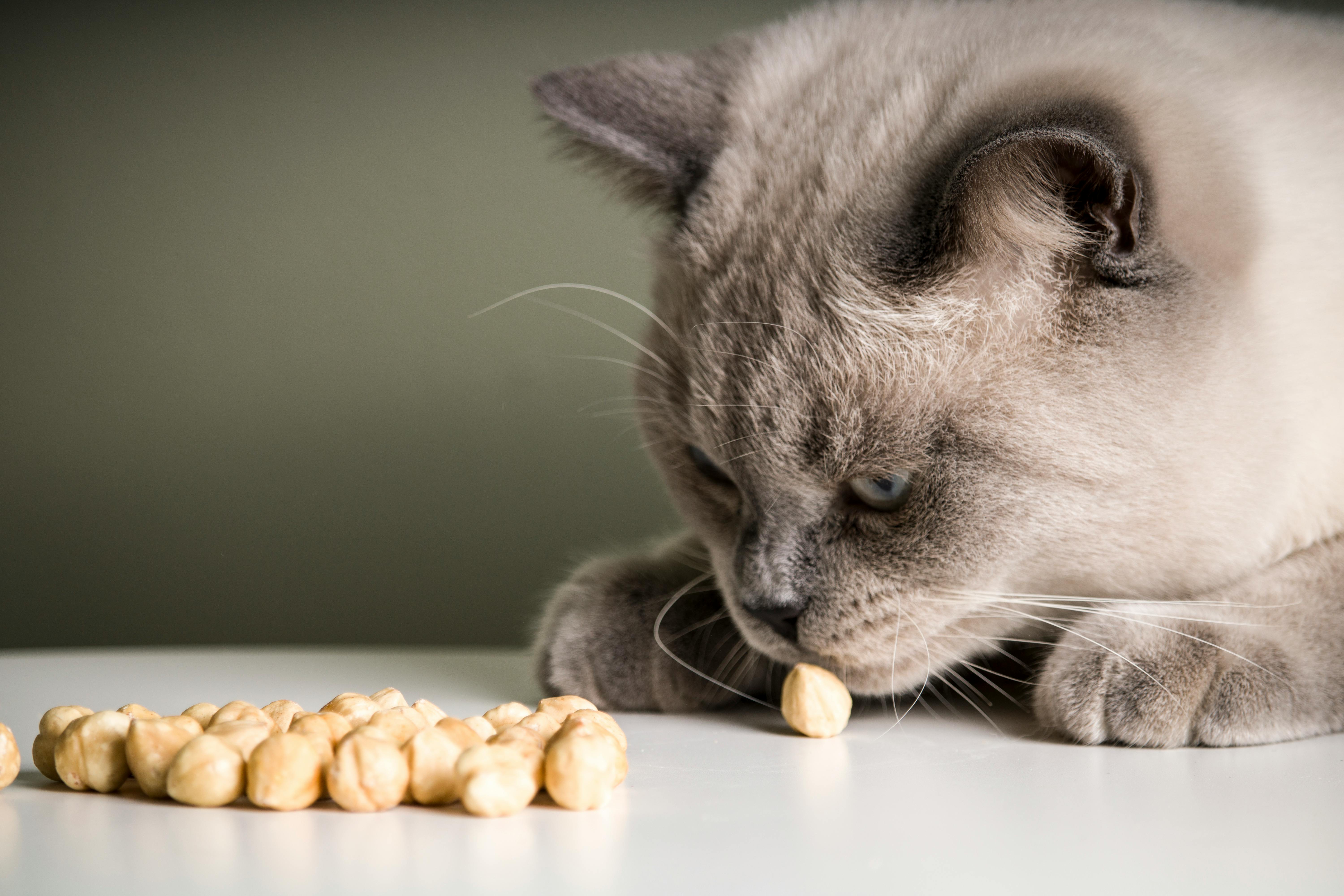 A Gray British Shorthair Cat Smelling the Nuts · Free Stock Photo
